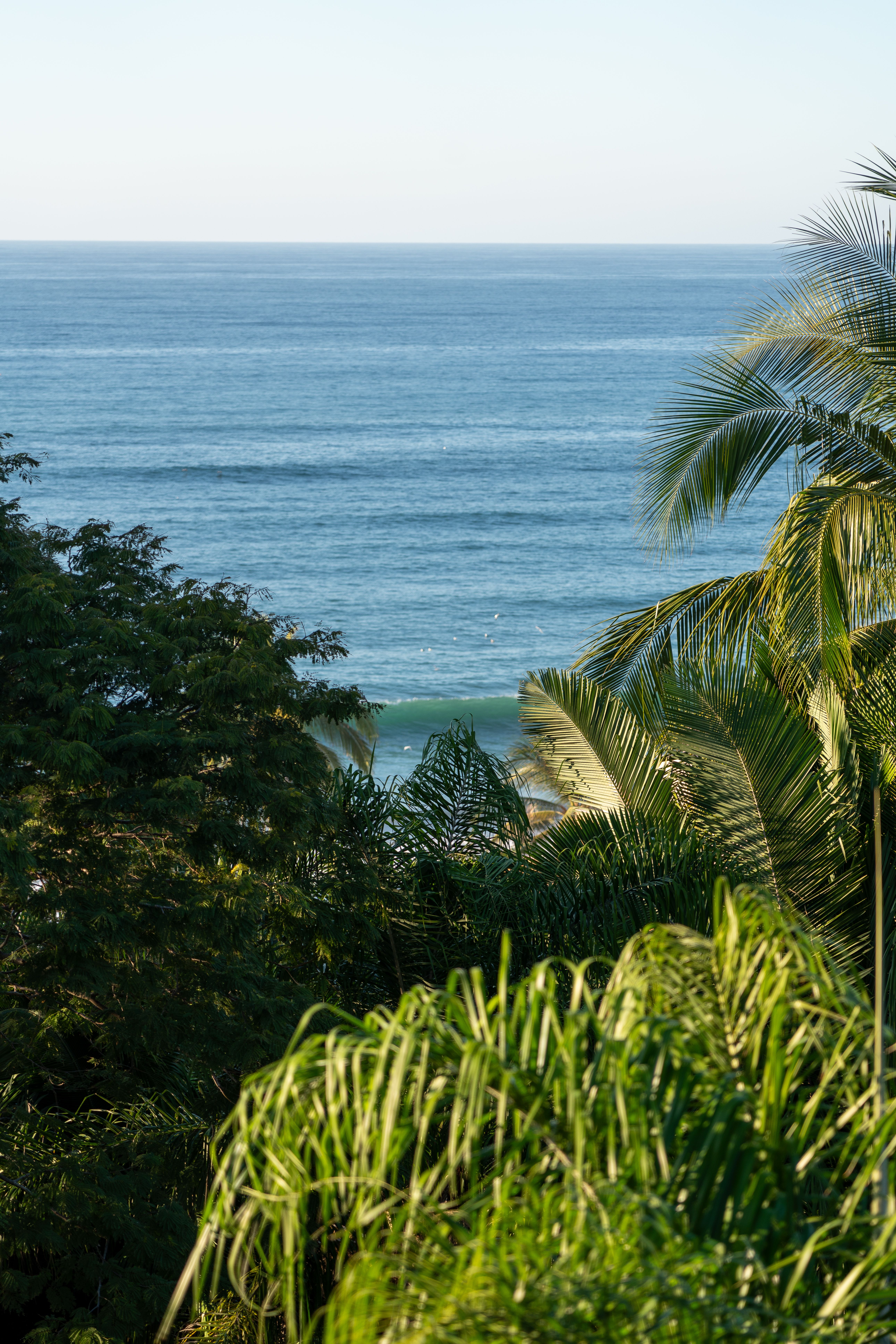 Ocean from Behind Tropical Trees · Free Stock Photo