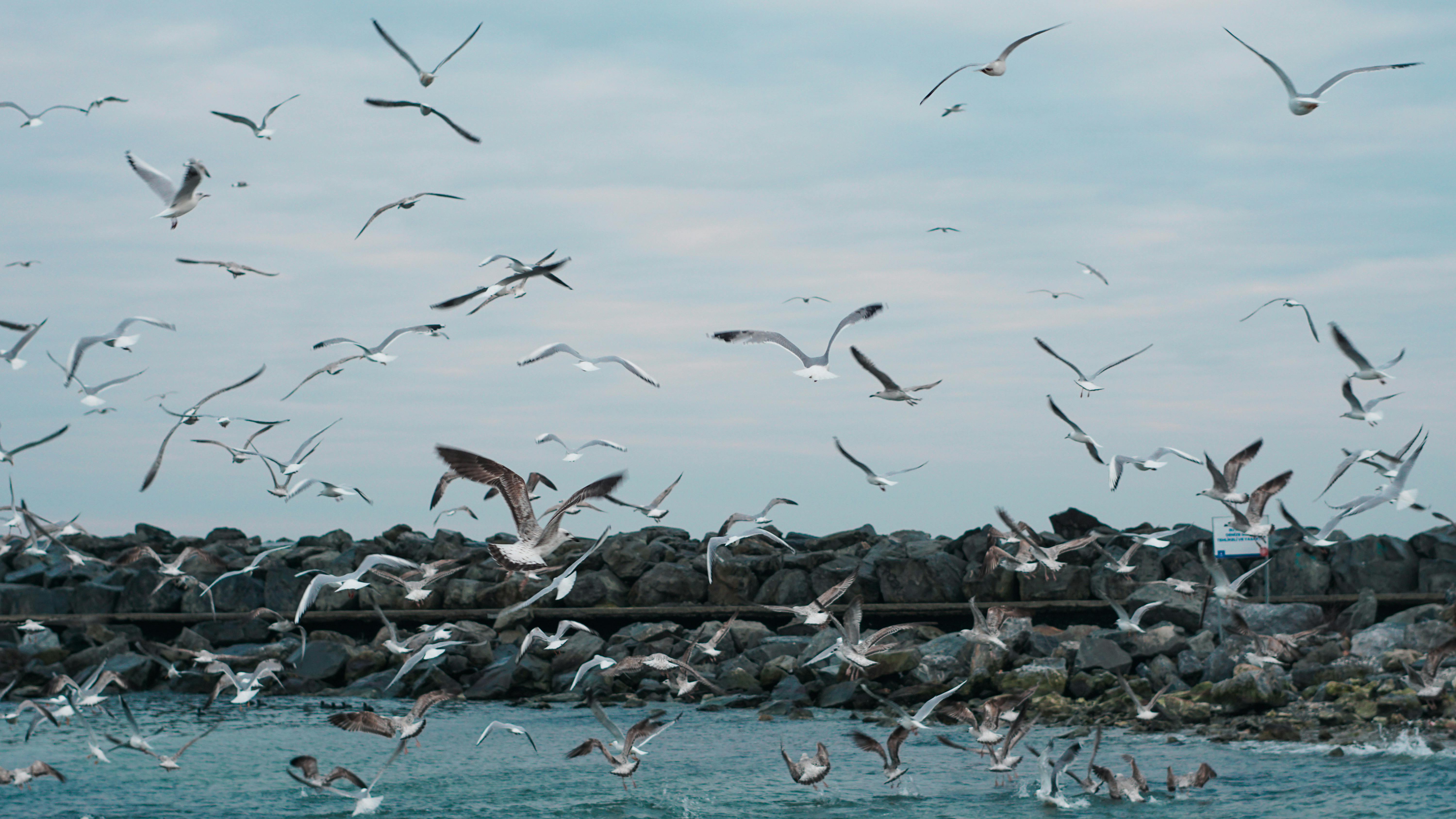Flock Of Birds · Free Stock Photo
