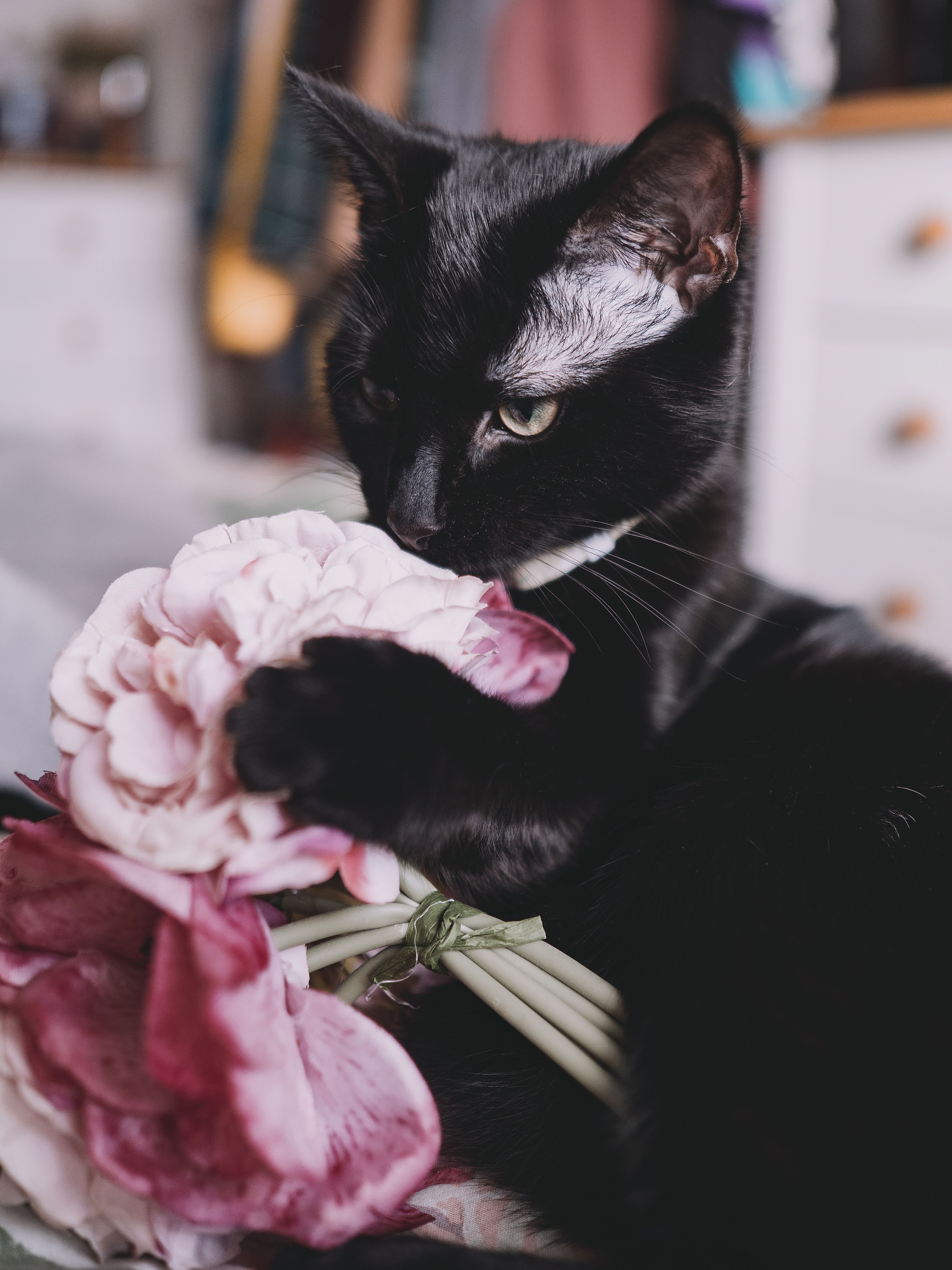 Cat Holding a Bouquet of White Roses · Free Stock Photo