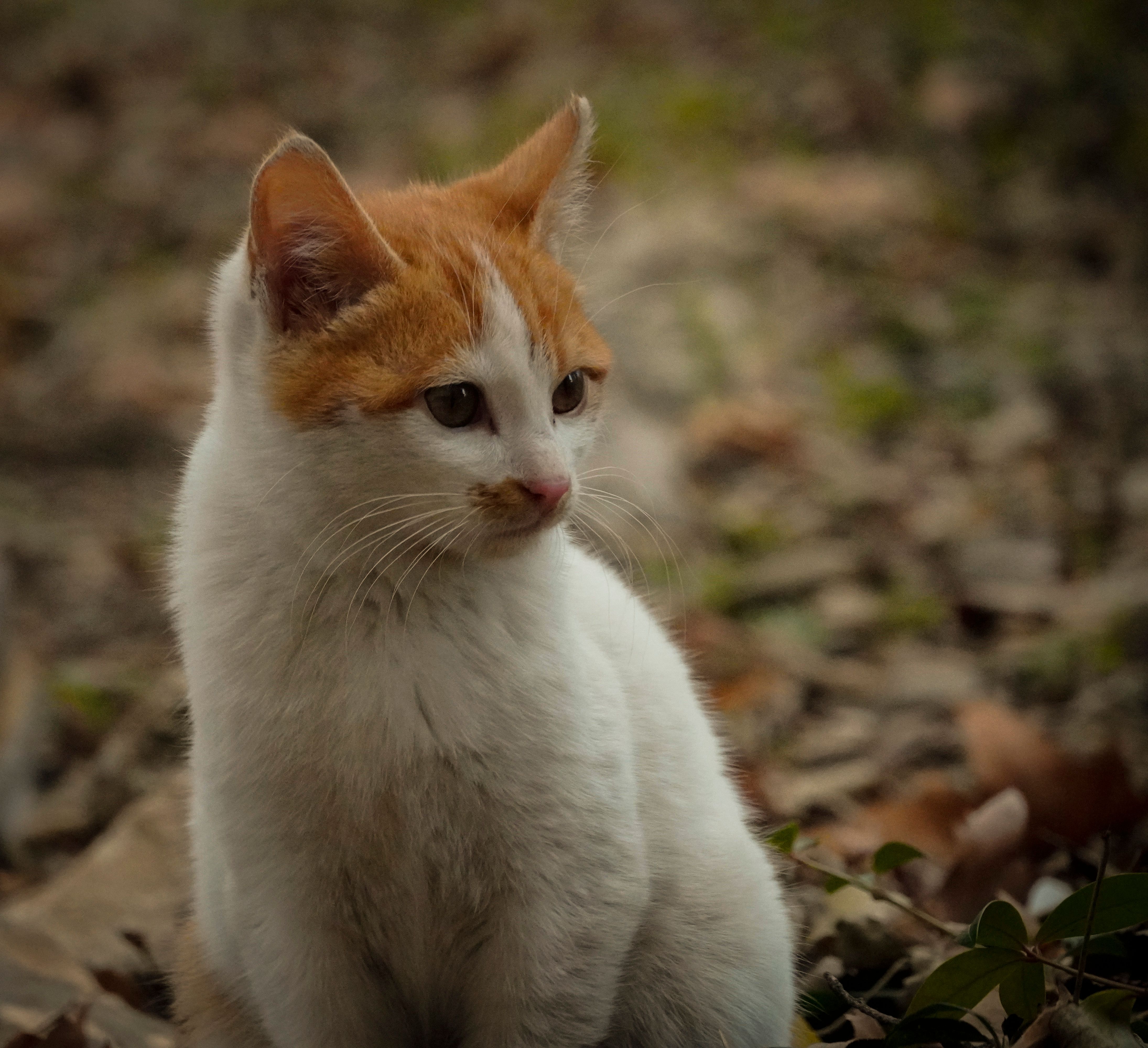 Orange Tabby Cat · Free Stock Photo