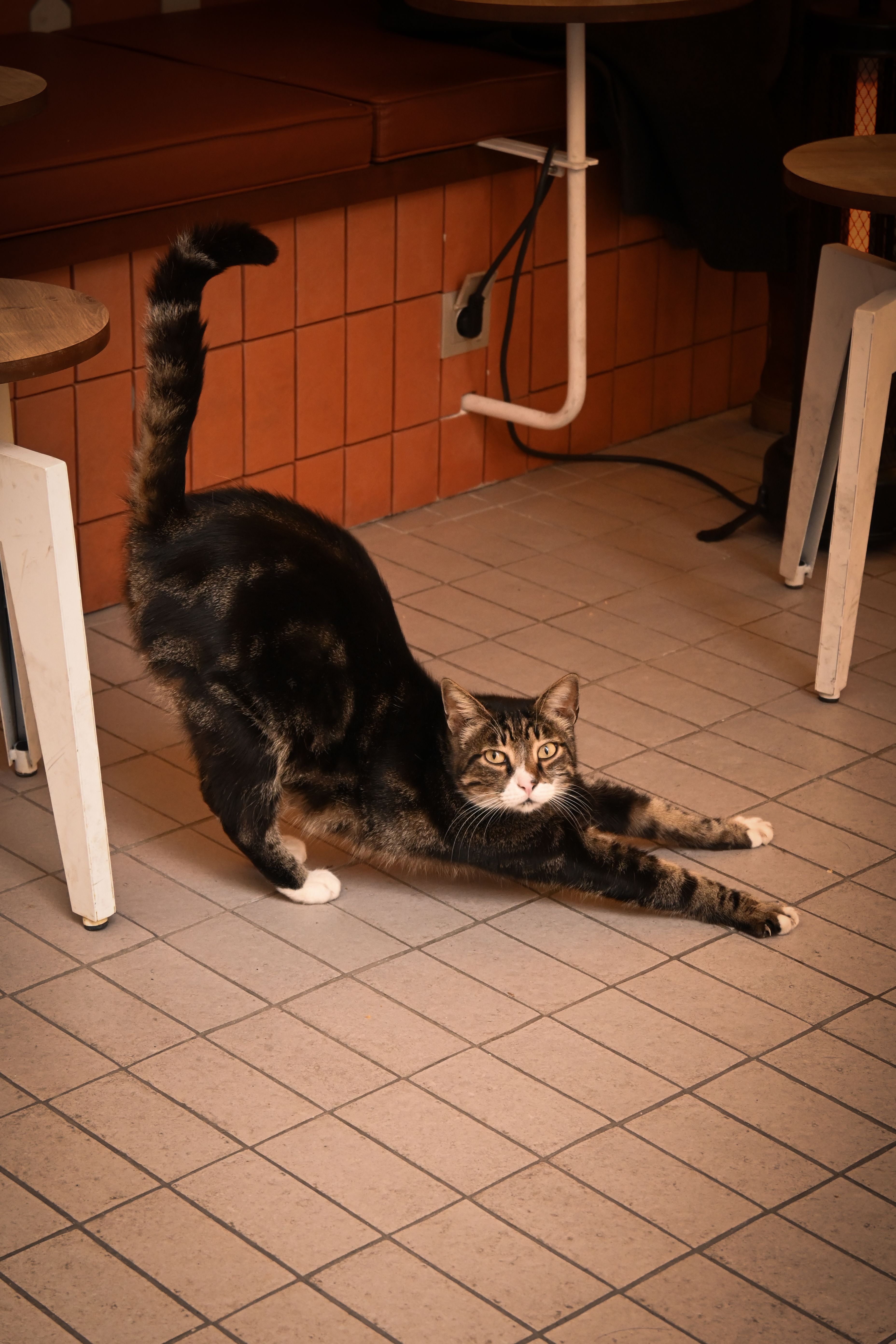 Foto de stock gratuita sobre fotografía de animales, gato, haciendo ...