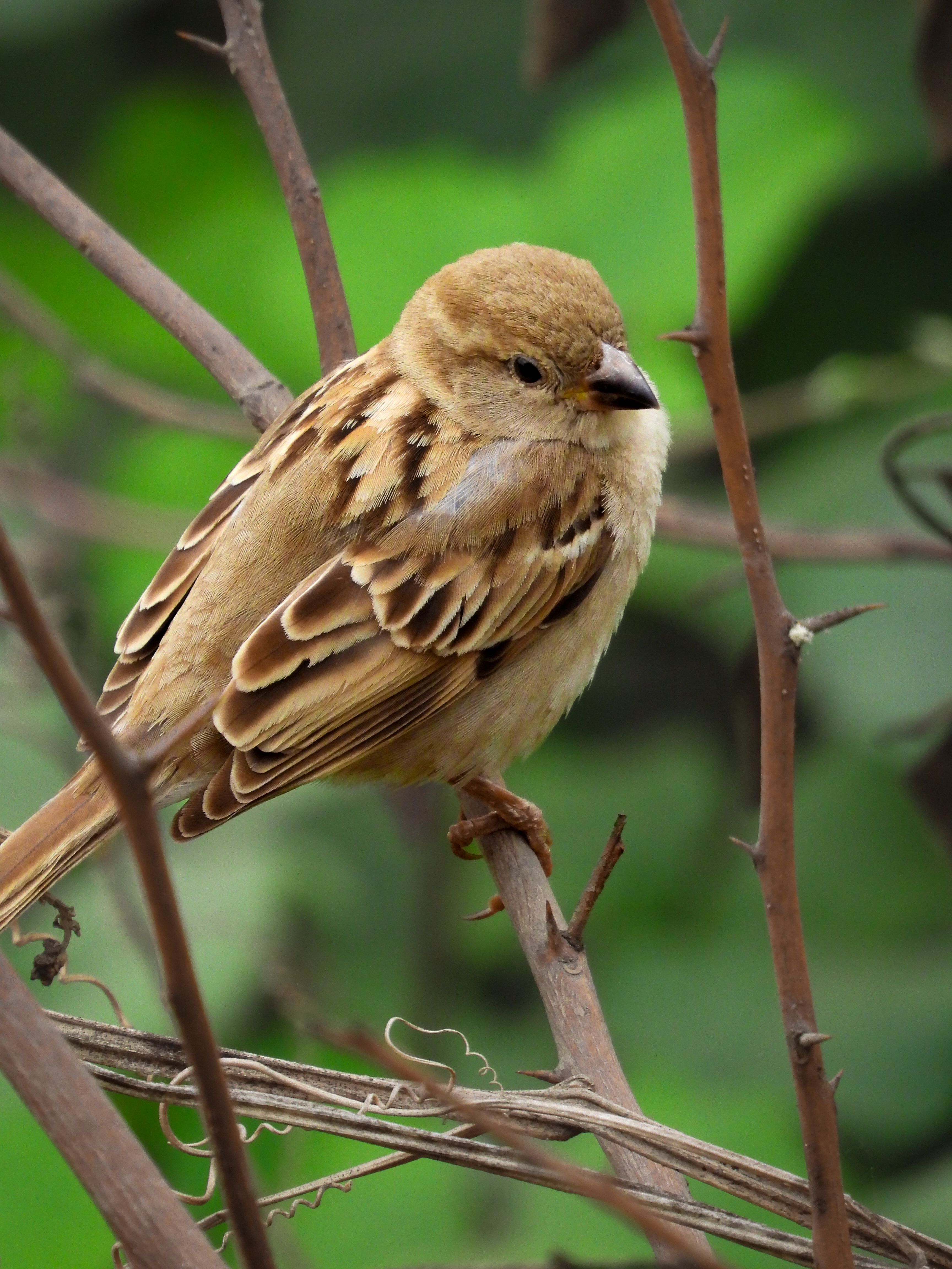 Close up of an Old World Sparrow · Free Stock Photo