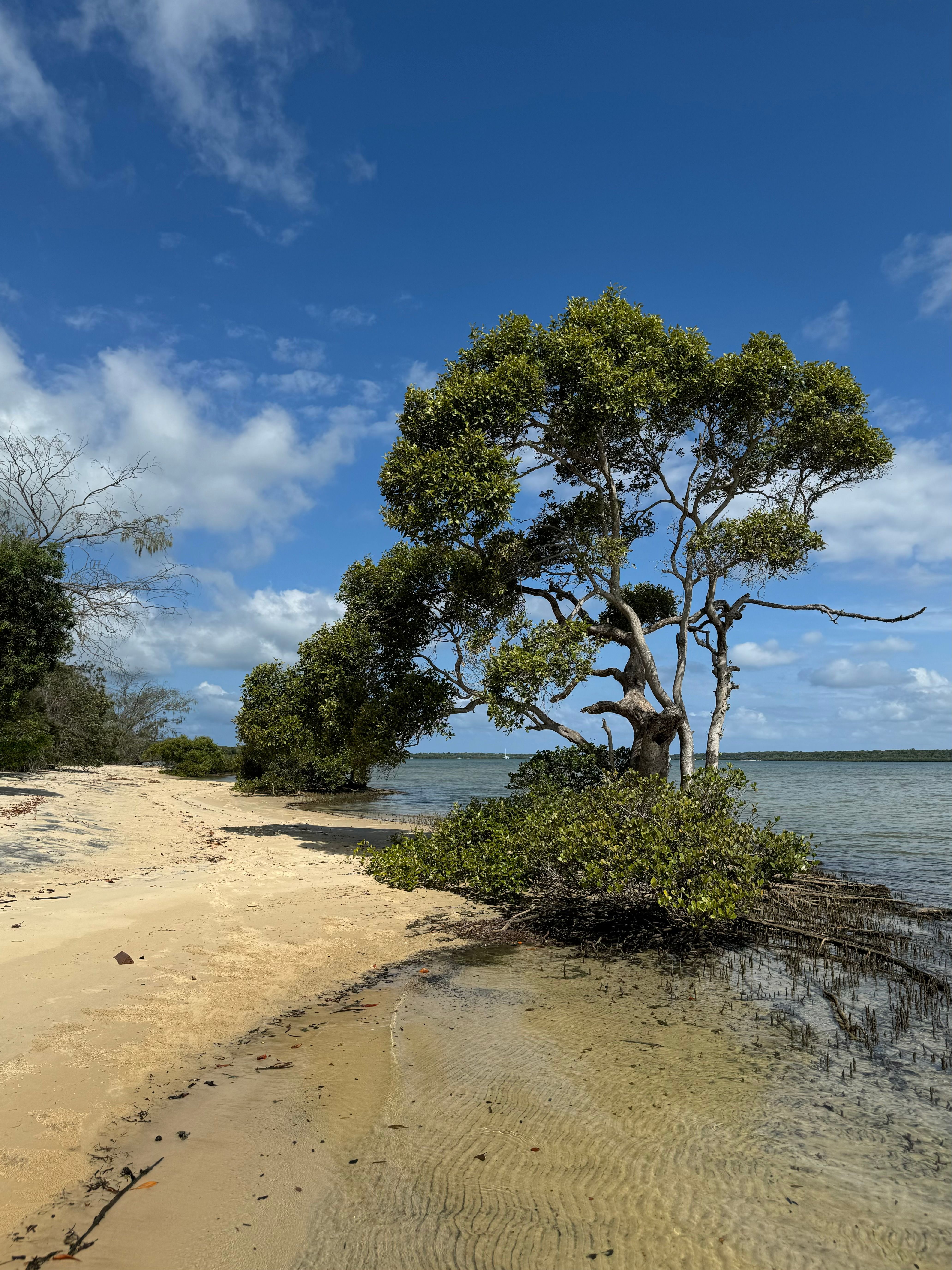 Tree on Sea Coast · Free Stock Photo