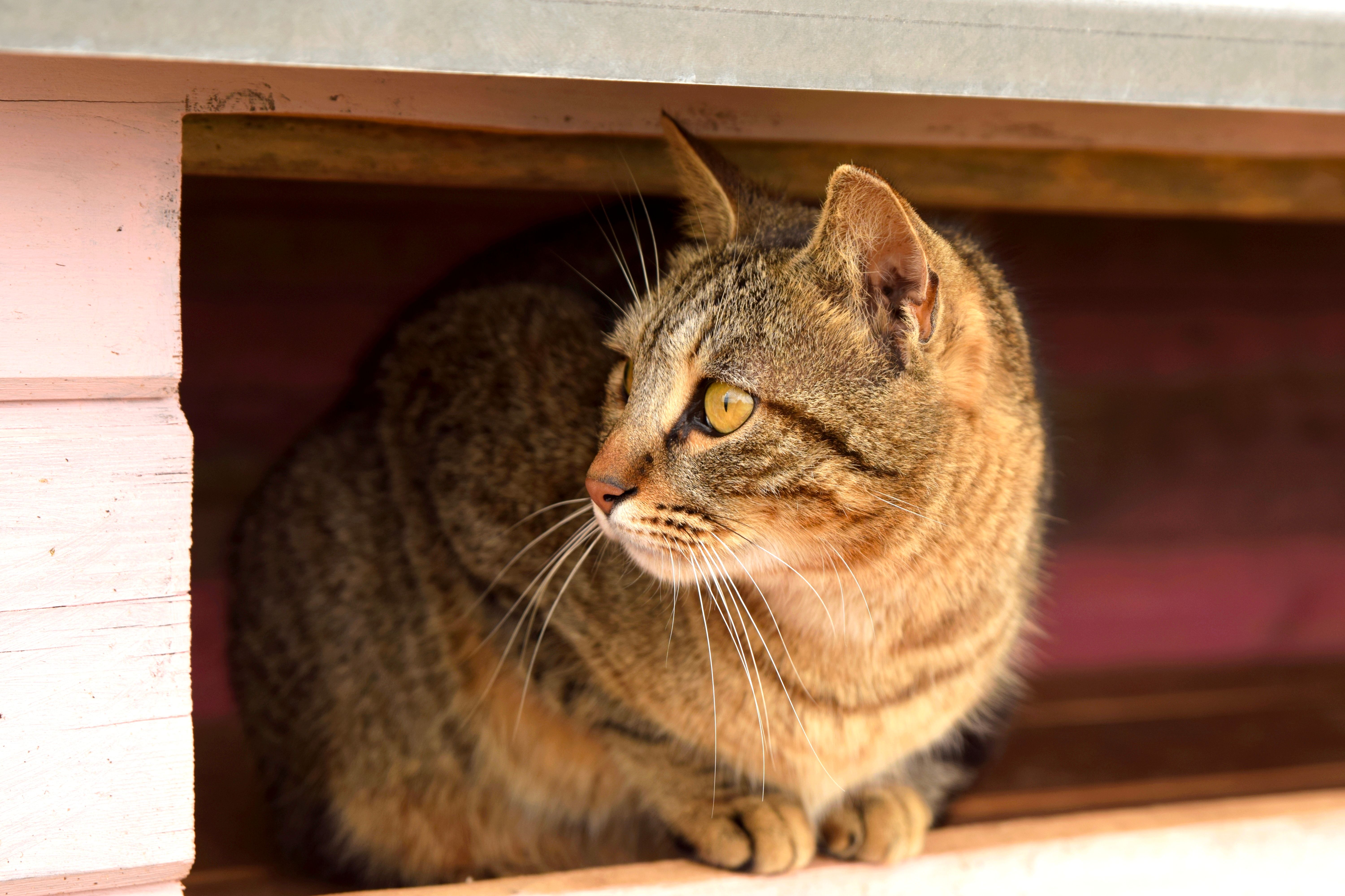 Wonder Cat Photos, Download The BEST Free Wonder Cat Stock Photos & HD ...