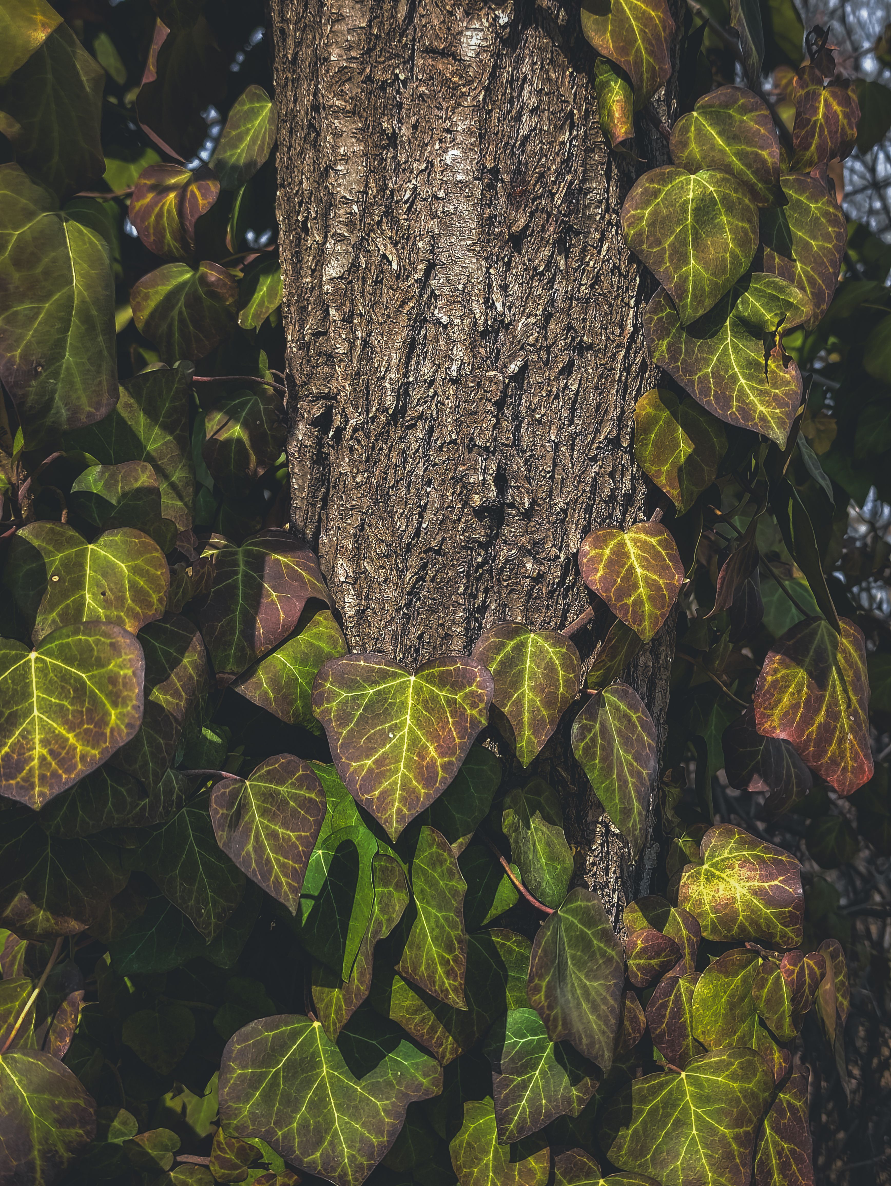 Ivy Climbing Tree Trunk · Free Stock Photo