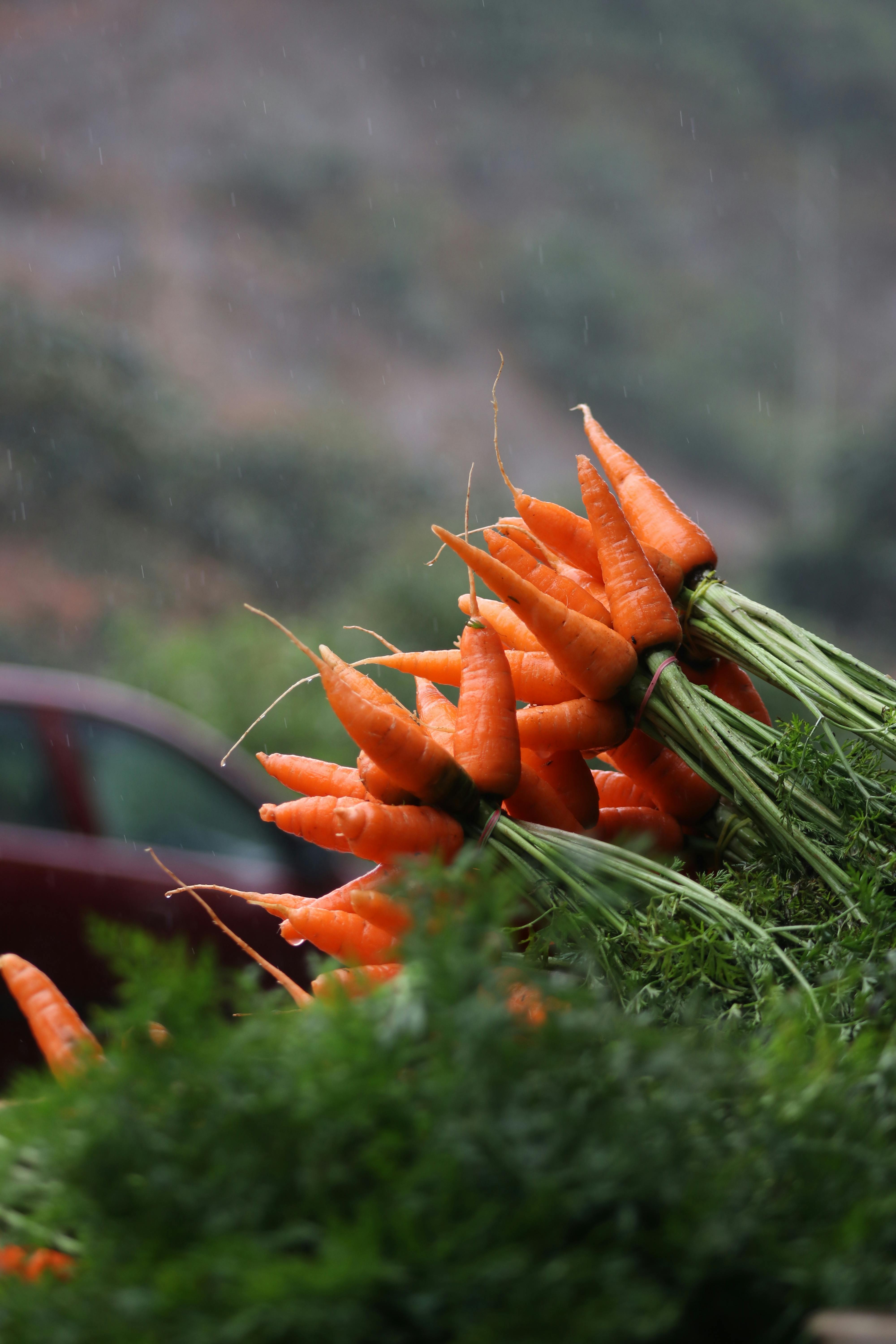 Carrot Bundle Photos, Download The BEST Free Carrot Bundle Stock Photos ...