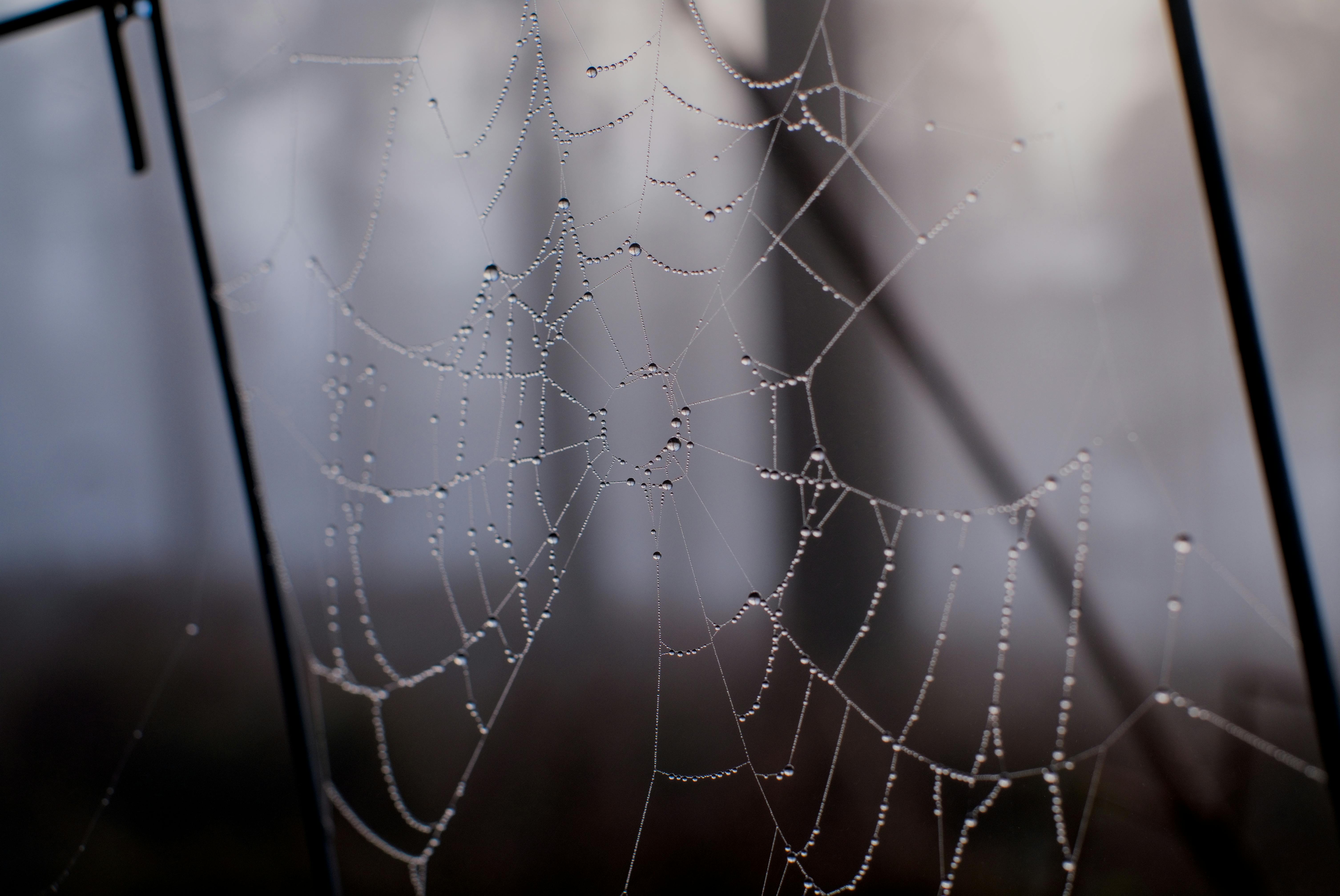 Close-up of a Wet Spiderweb in a Forest · Free Stock Photo