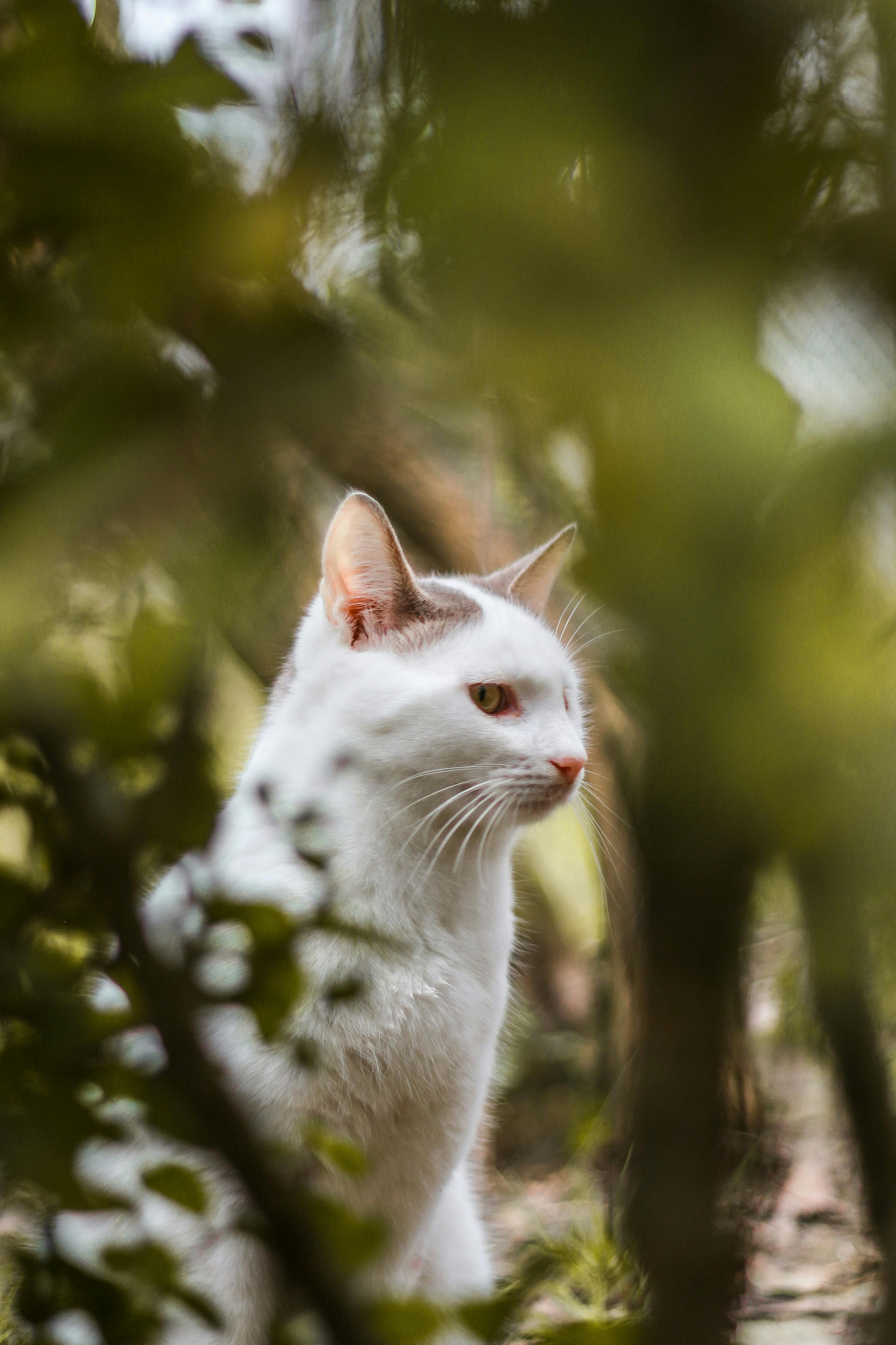 Close-up of a White Cat · Free Stock Photo