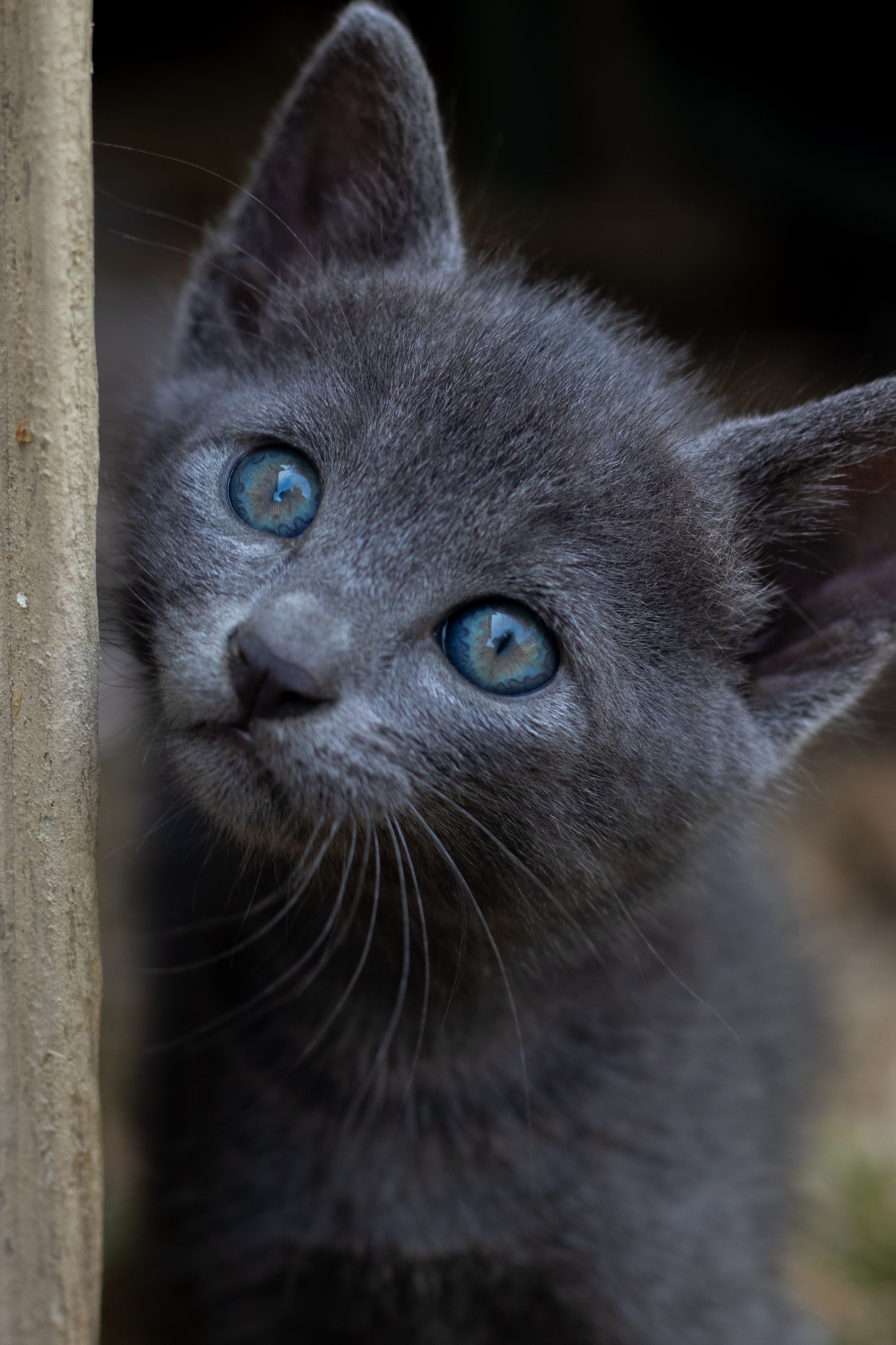 Cute Kitten Peeking Out from behind Drying Laundry · Free Stock Photo