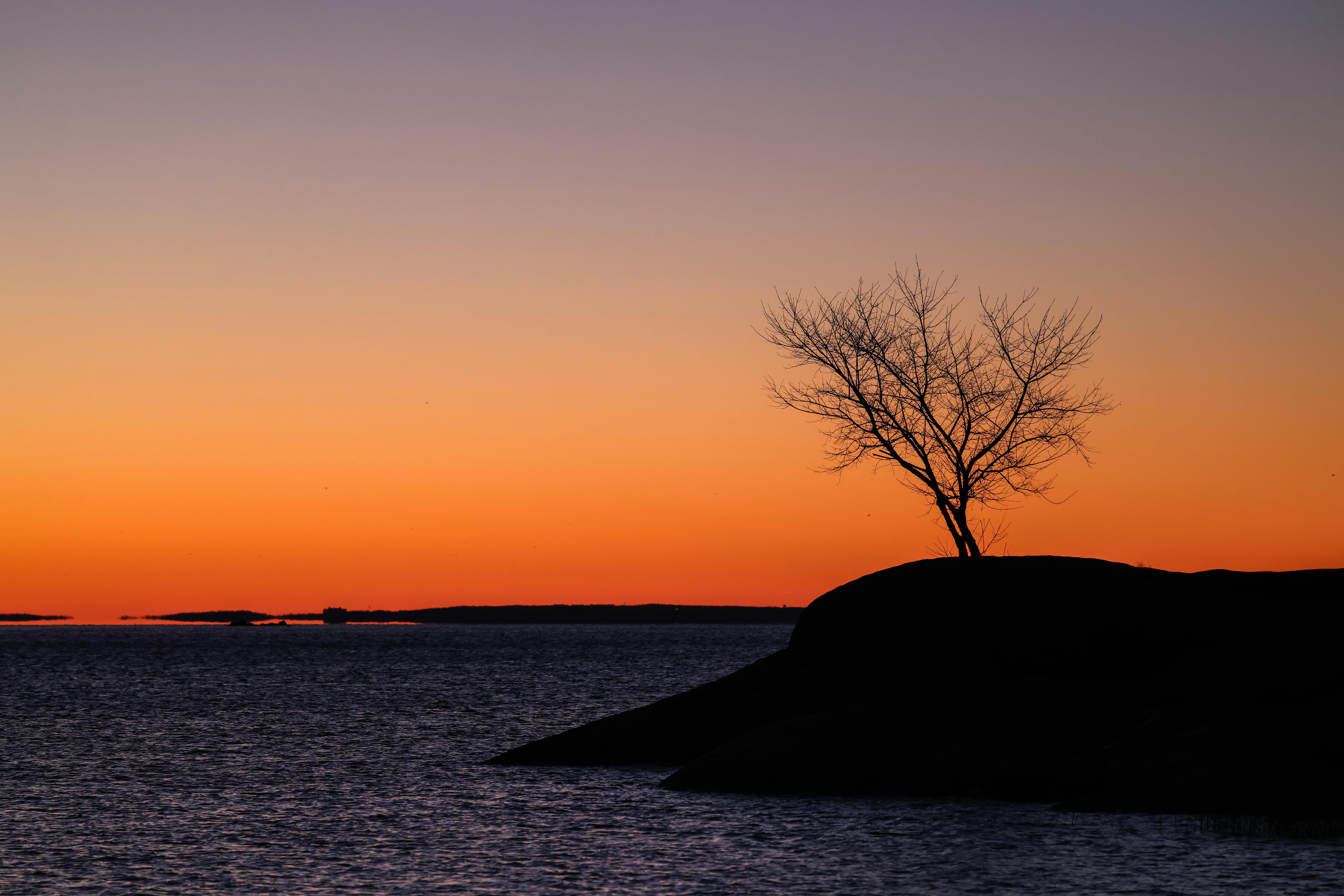 Single, Bare Tree on Hill on Sea Coast at Sunset · Free Stock Photo