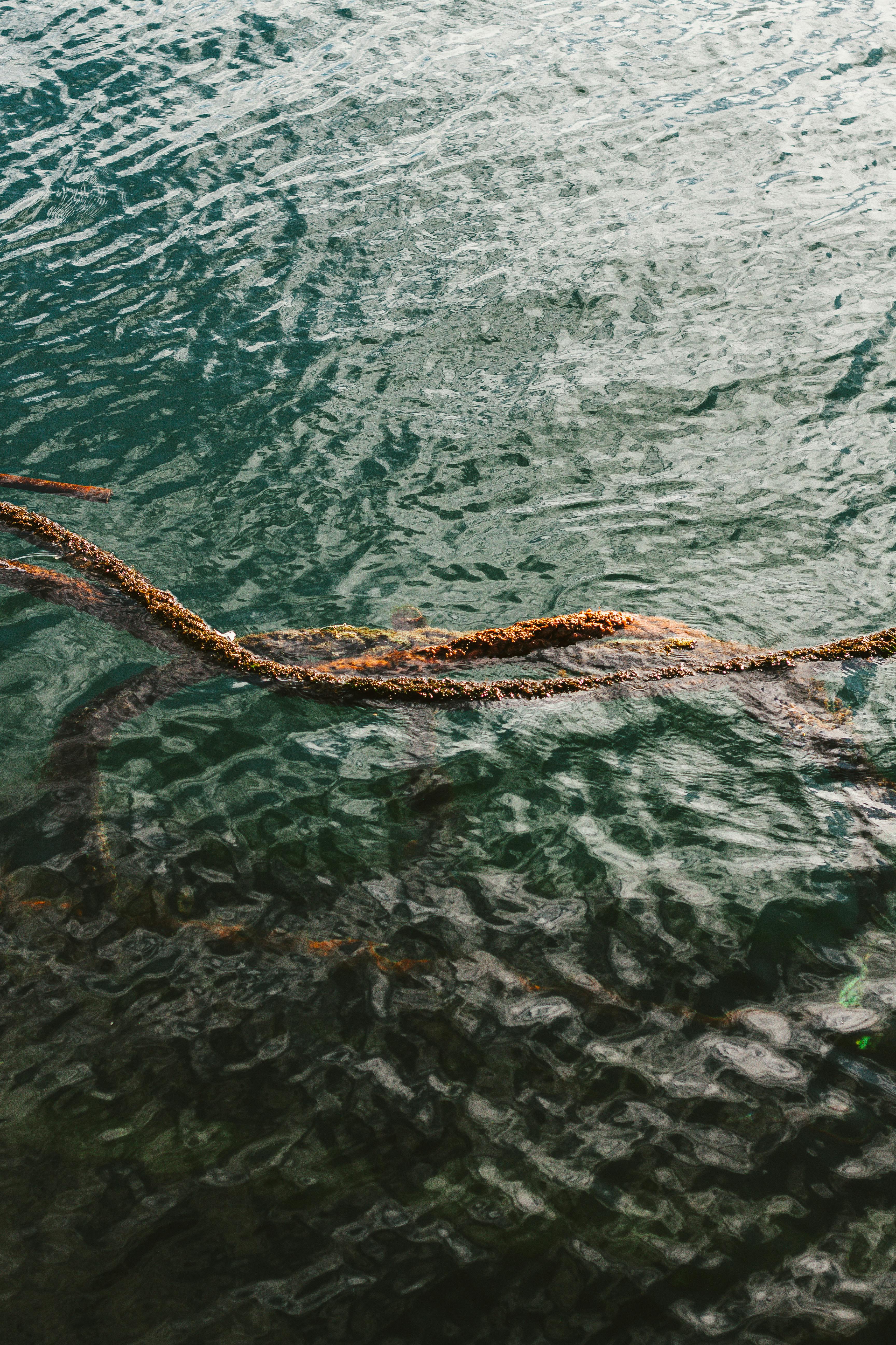 A log floating in the water with a tree branch · Free Stock Photo