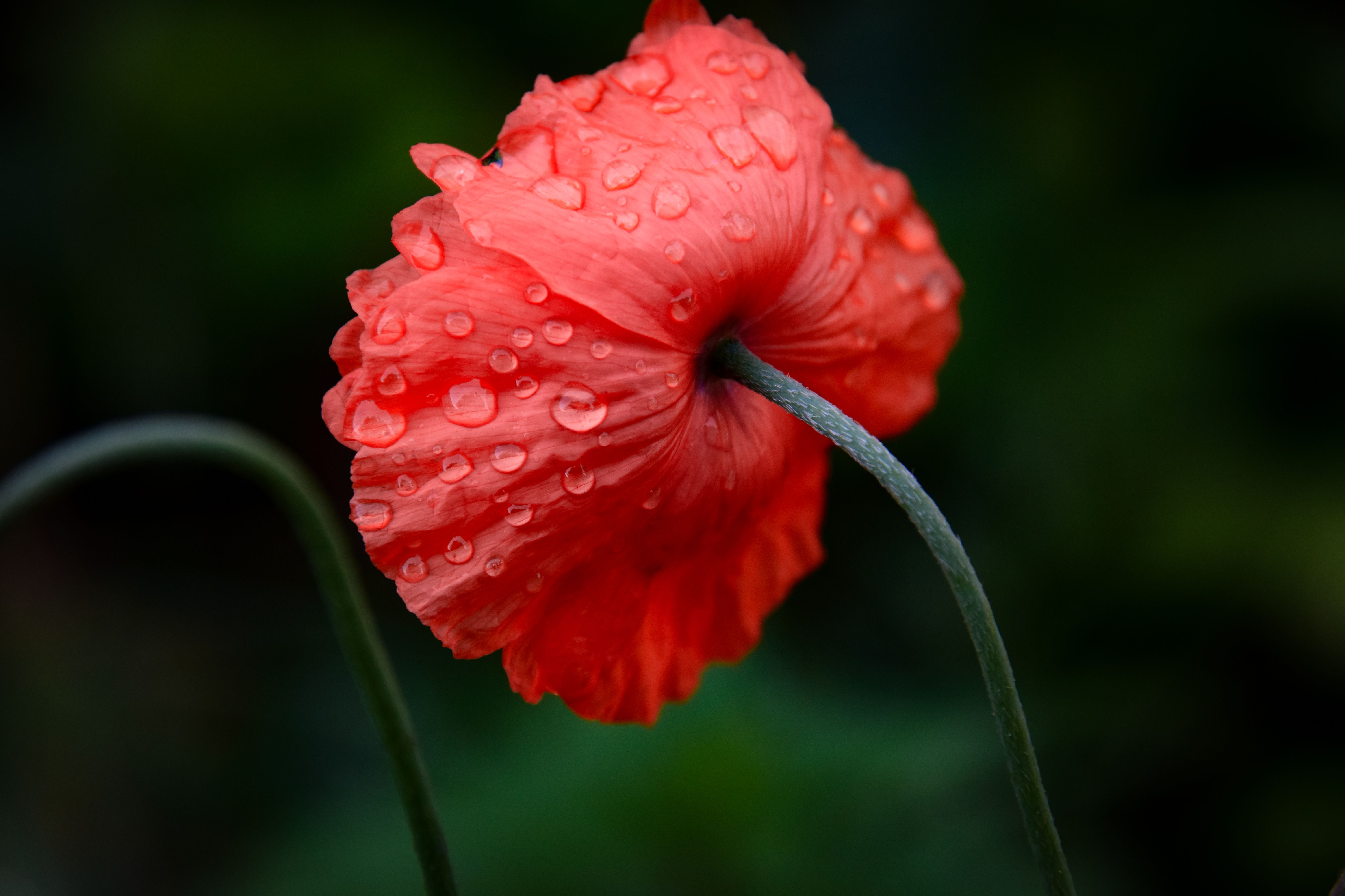 Raindrops on Red Flower · Free Stock Photo