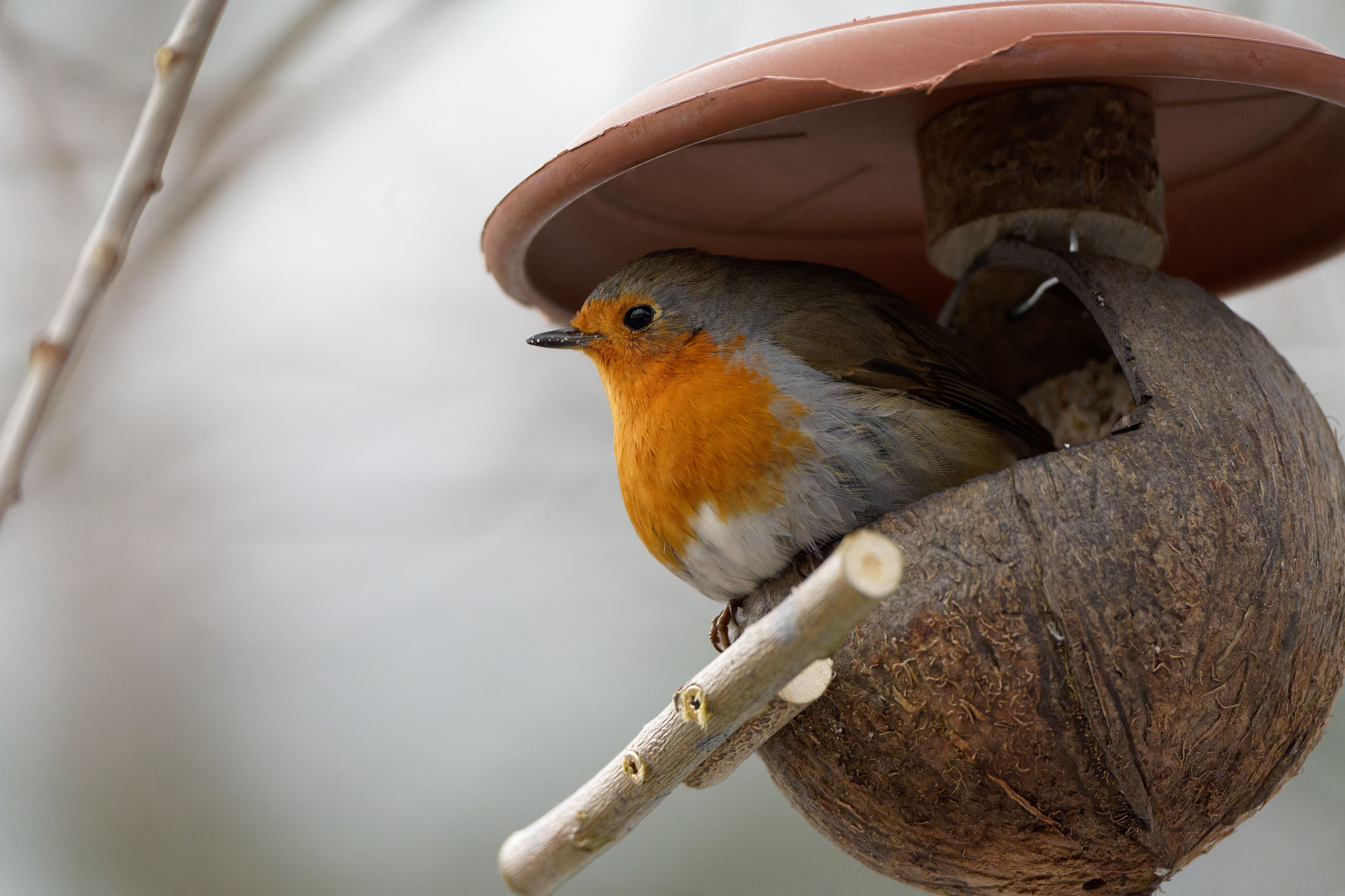 European Robin in Birdhouse · Free Stock Photo