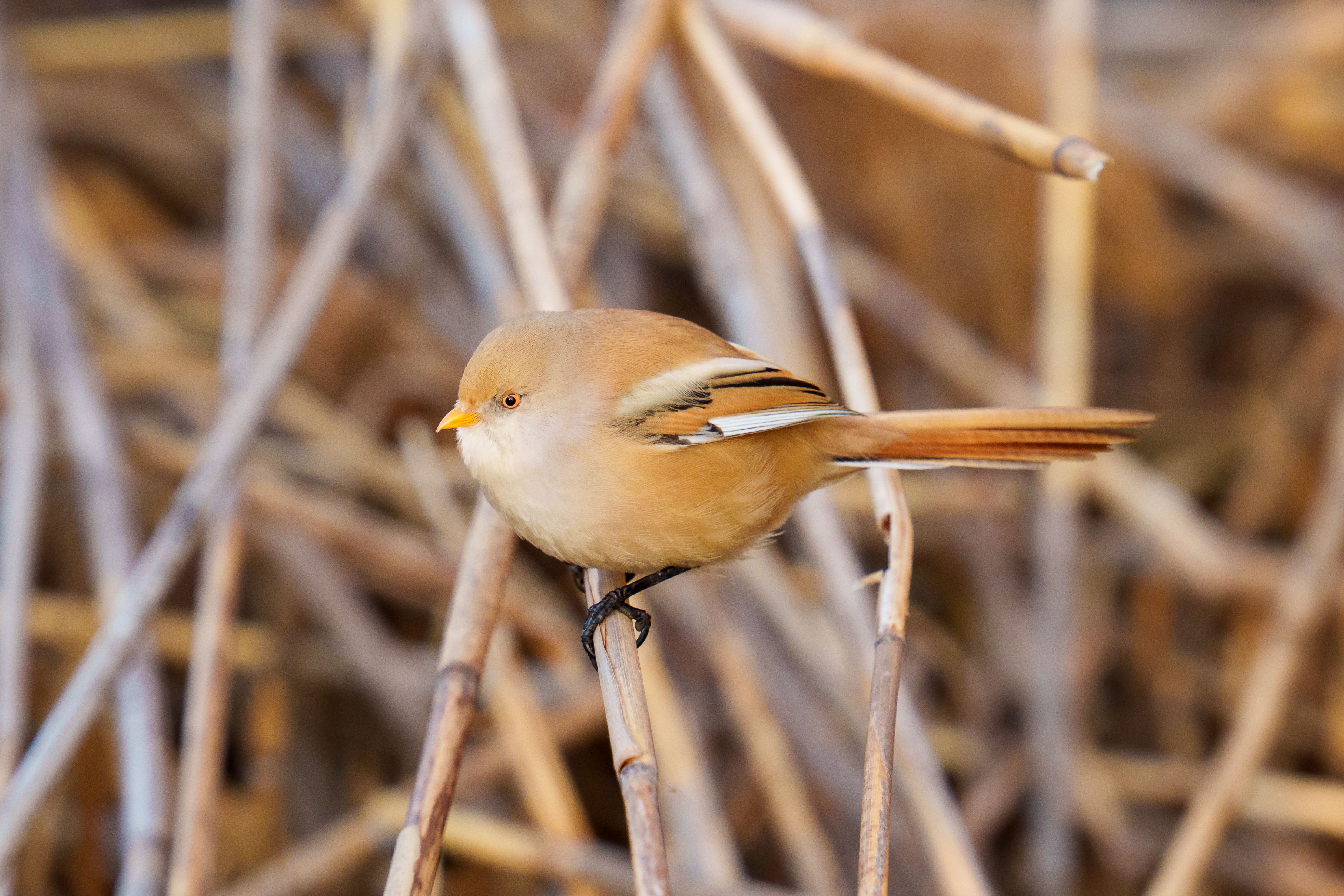The bearded reedling (Panurus biarmicus) is a small, long-tailed ...