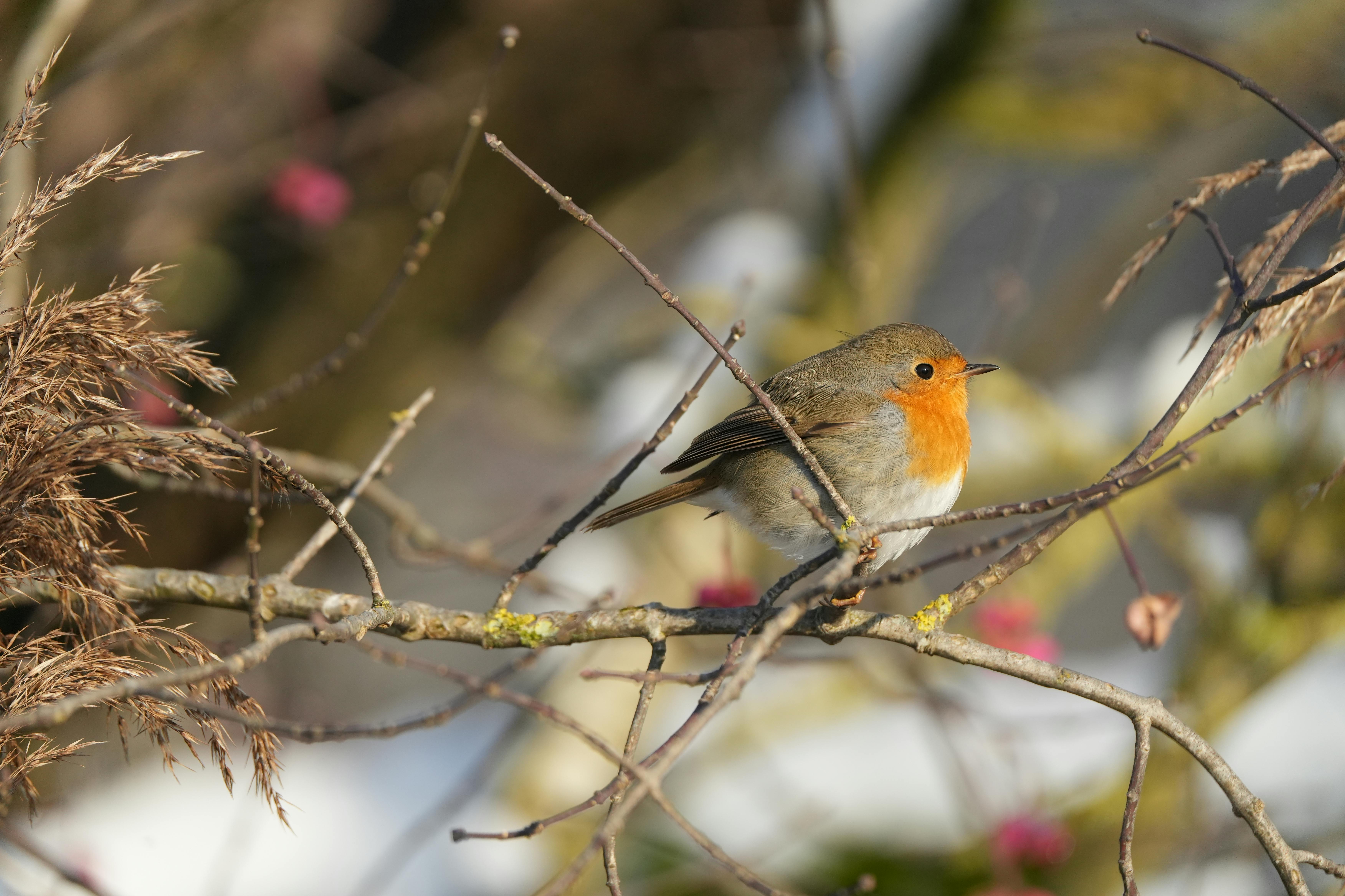European Robin in Nature · Free Stock Photo