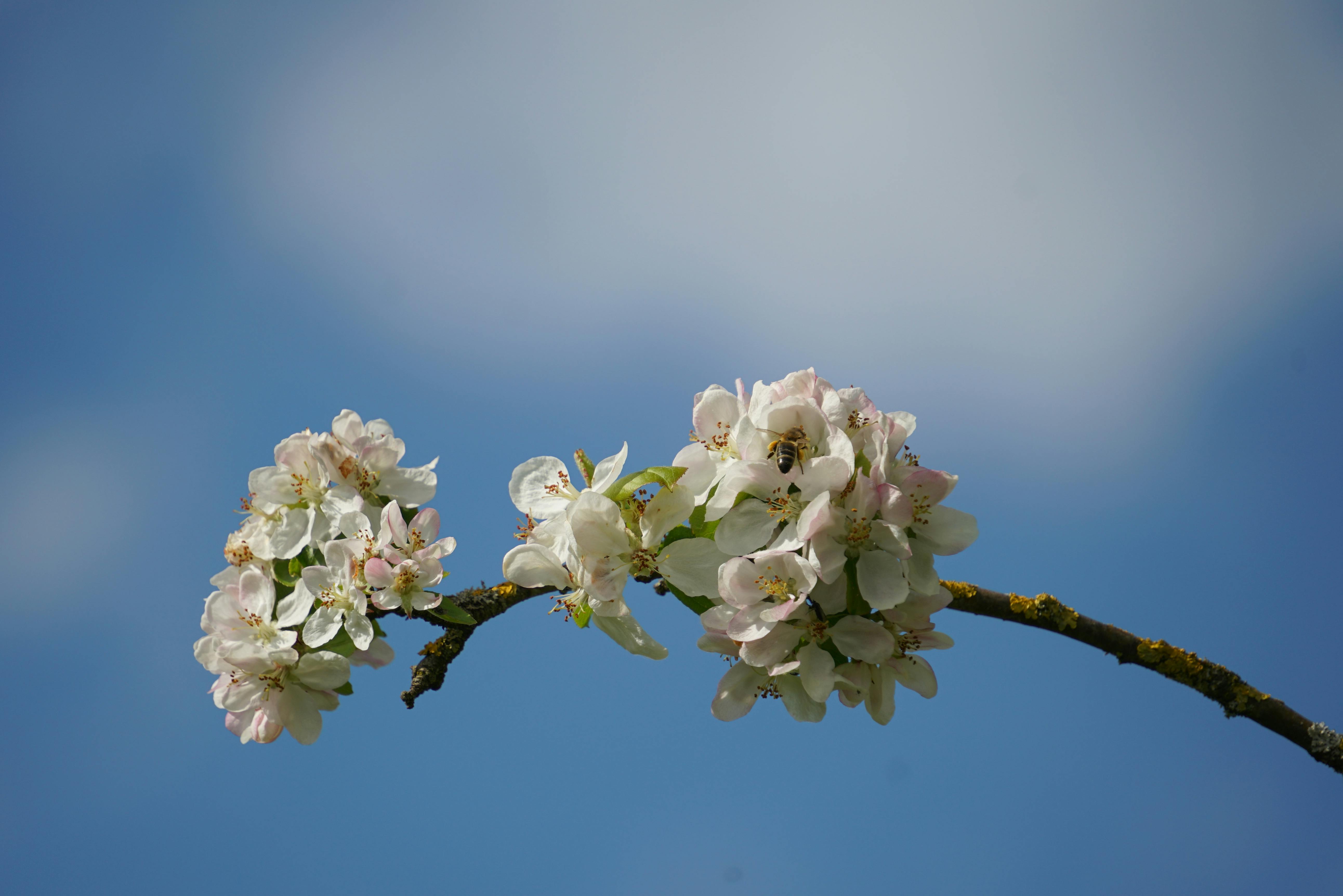 Wasp in Cherry Blossoms · Free Stock Photo