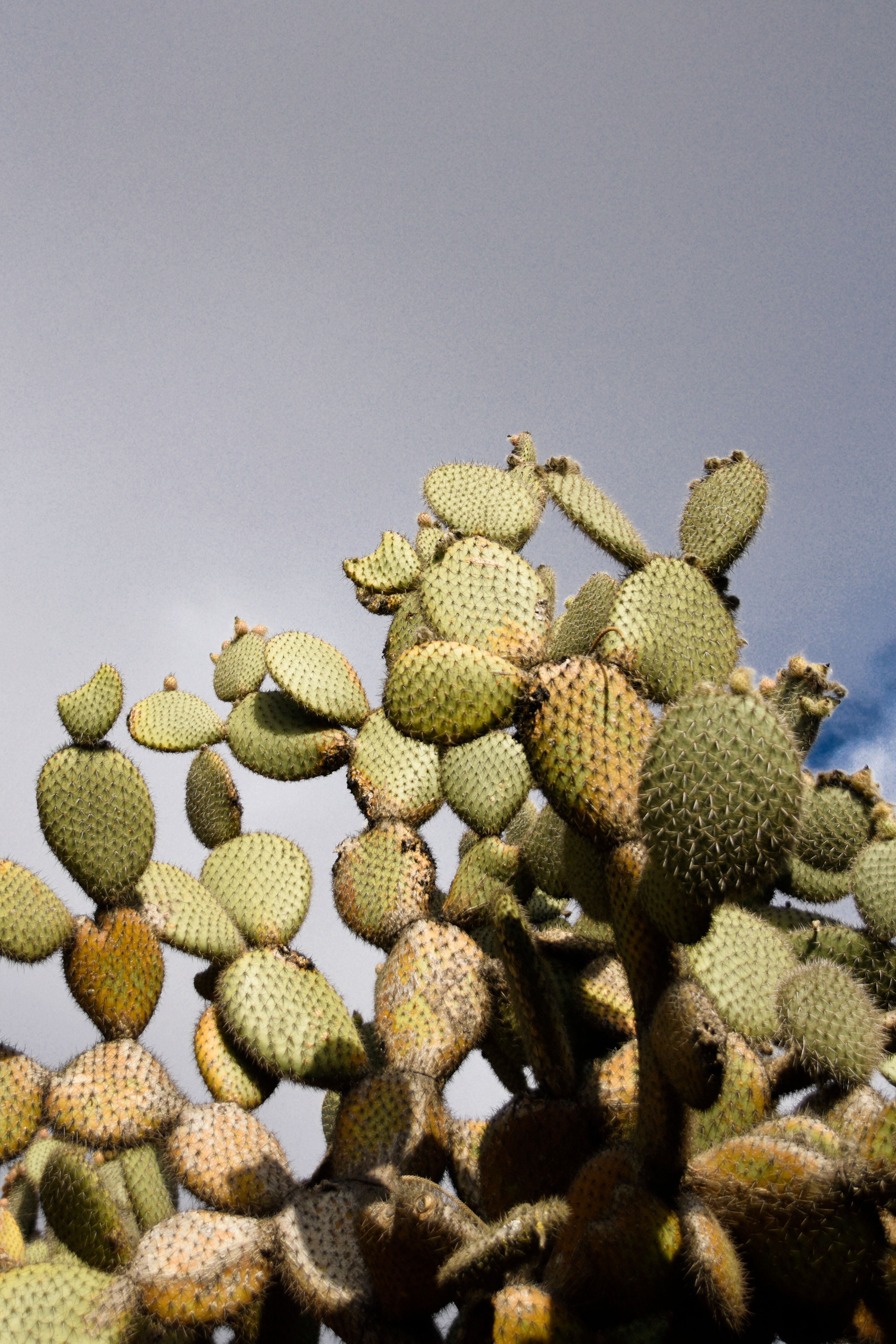 Close up of a Cactus · Free Stock Photo