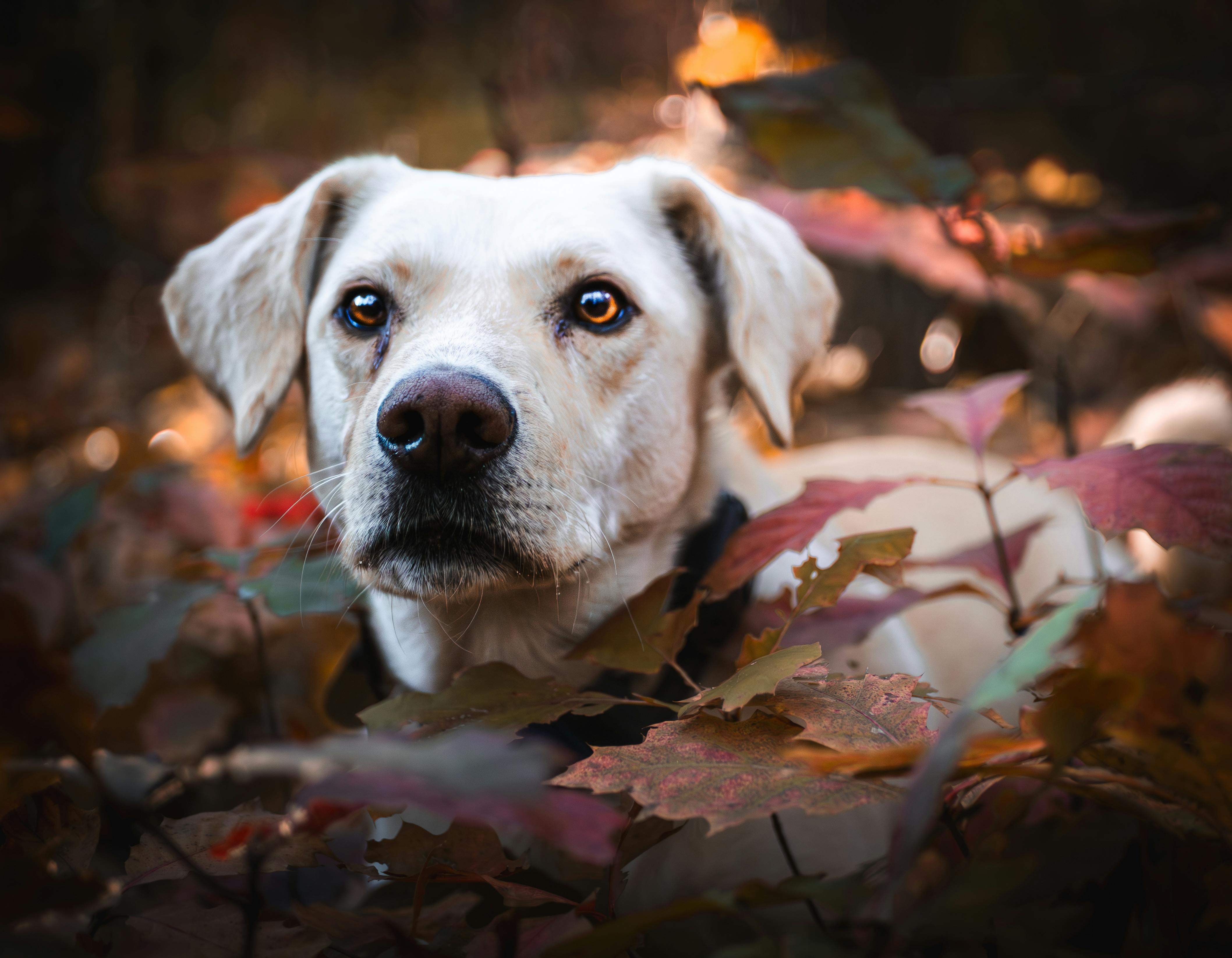dog · Free Stock Photo