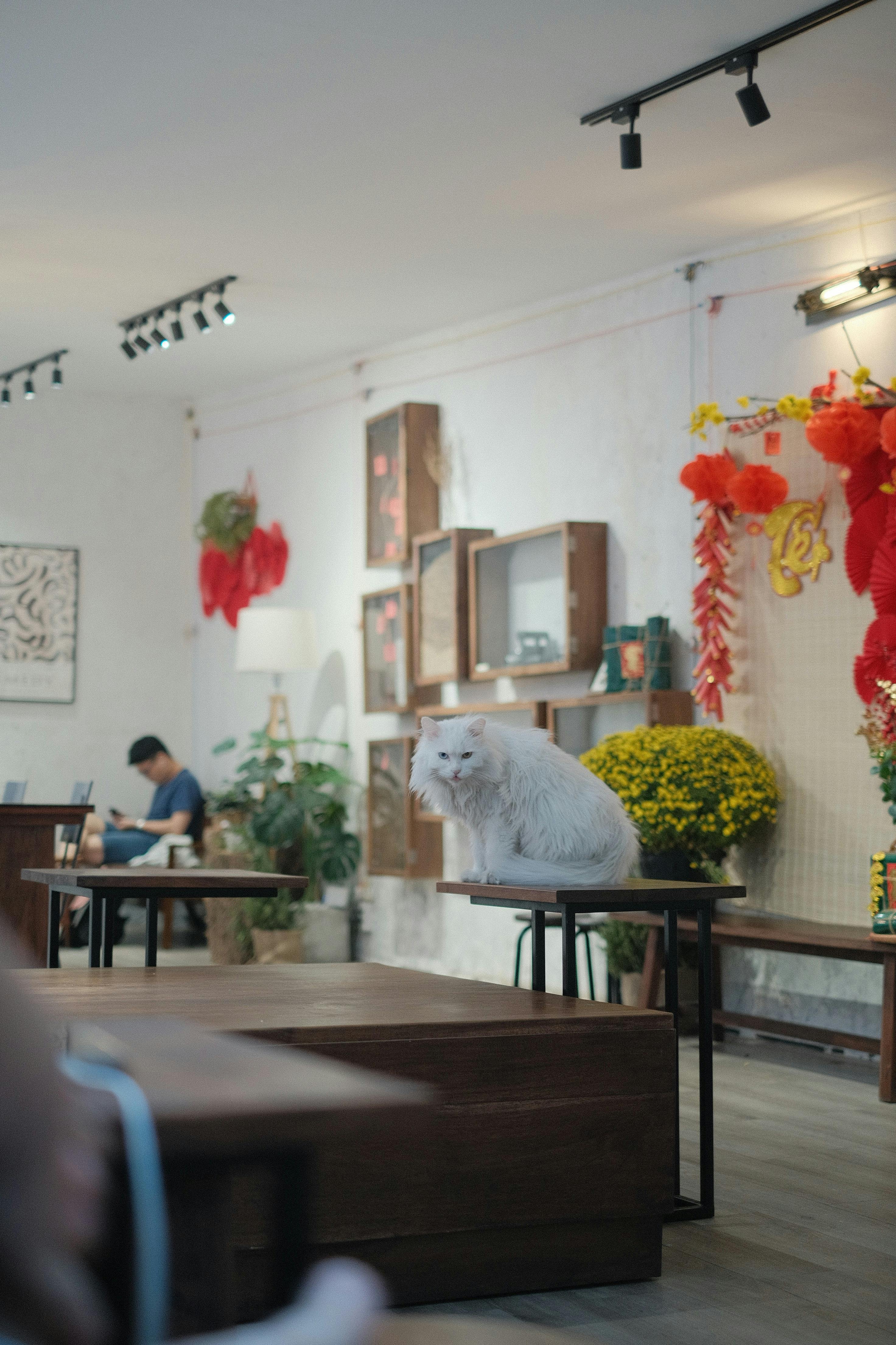 Foto de stock gratuita sobre animal, cafetería, gato, mascota, mesa ...