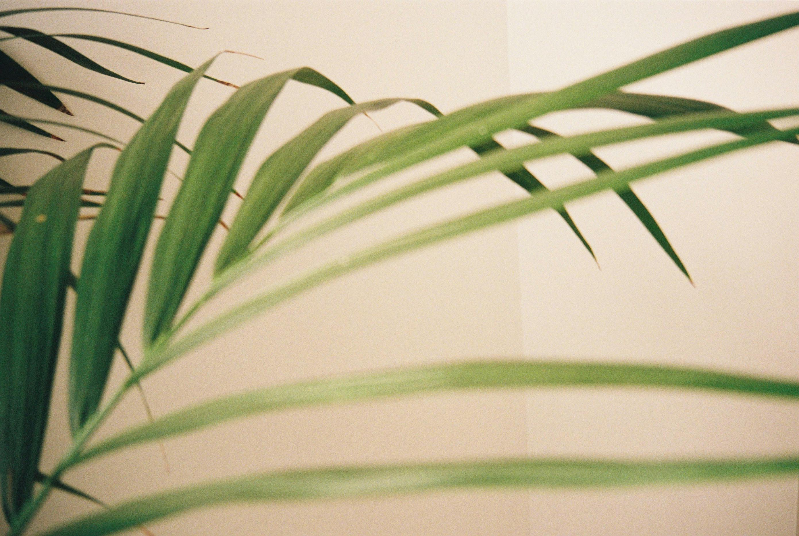 Thin, Long Leaves of Plant · Free Stock Photo