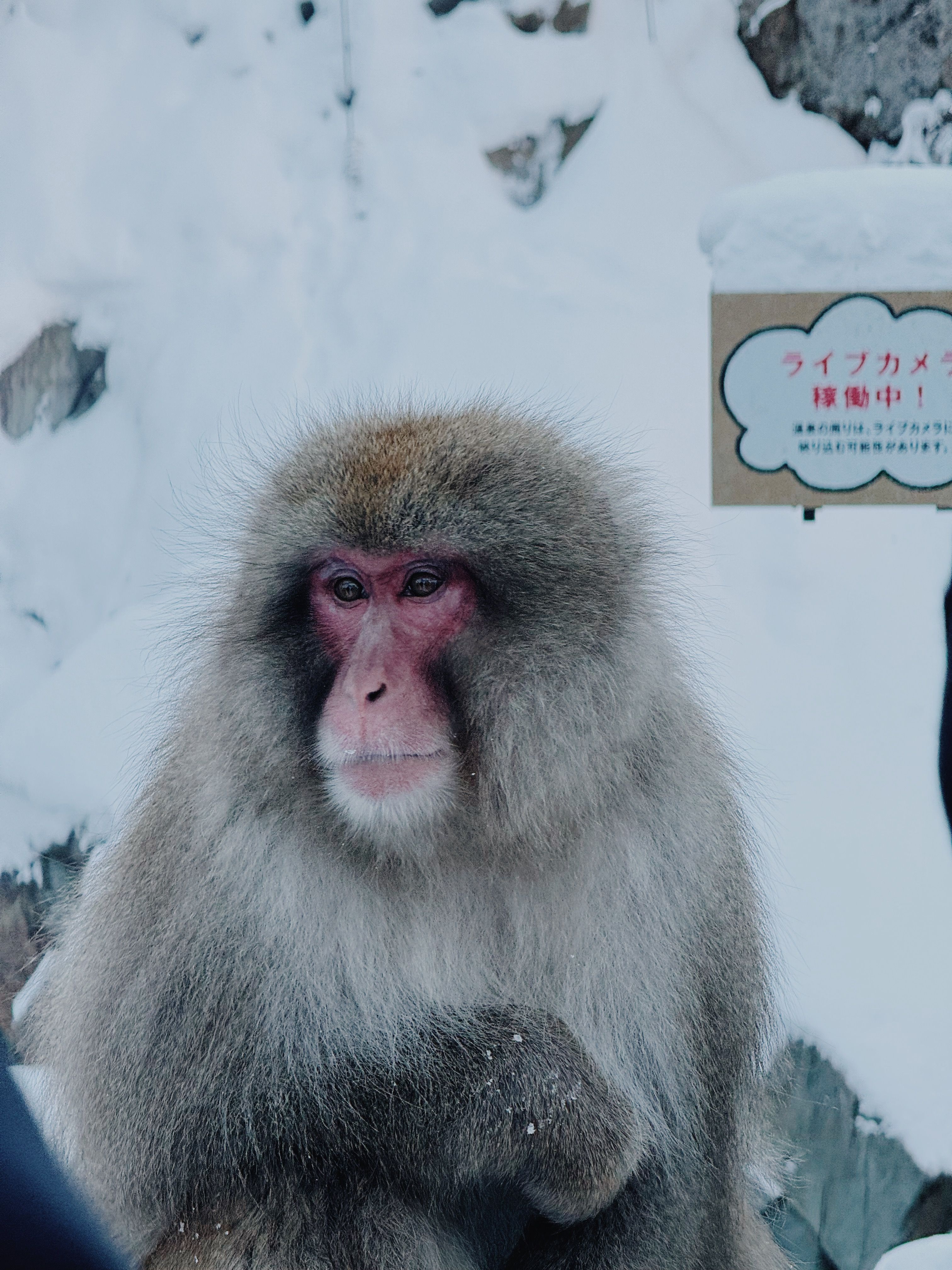 Portrait of Japanese Macaque · Free Stock Photo