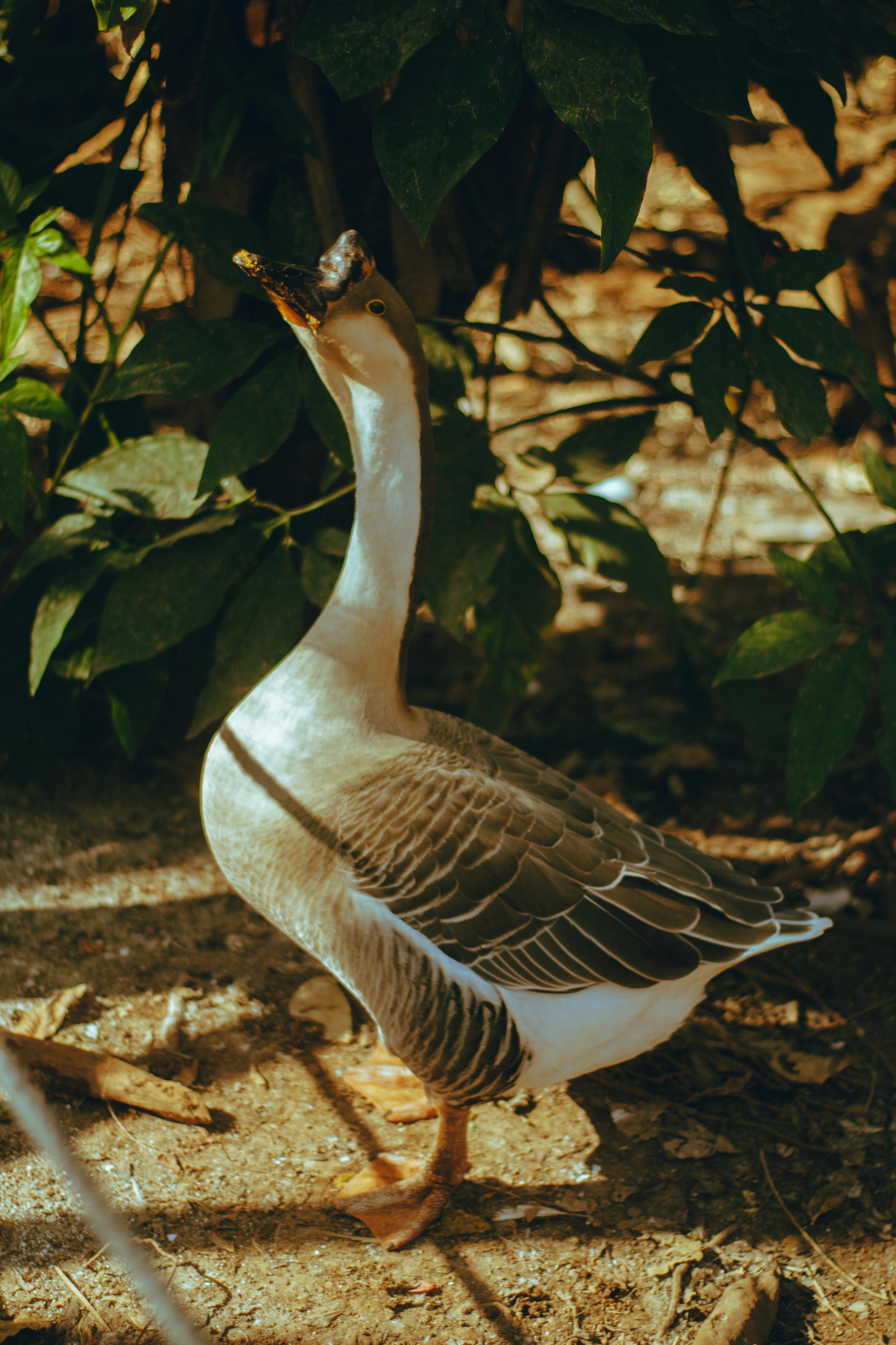 Goose among Leaves · Free Stock Photo