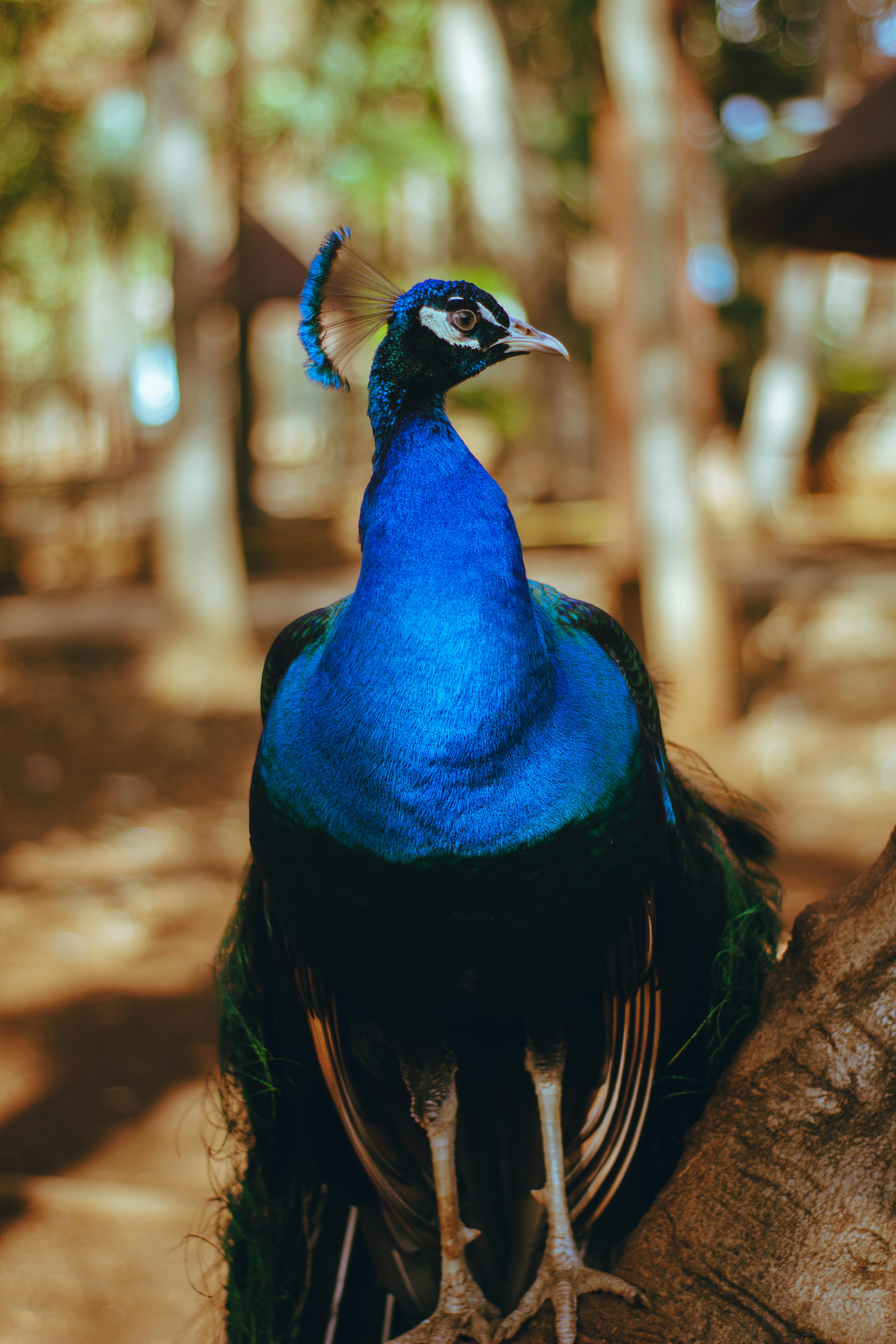 Blue Peacock in a Forest · Free Stock Photo