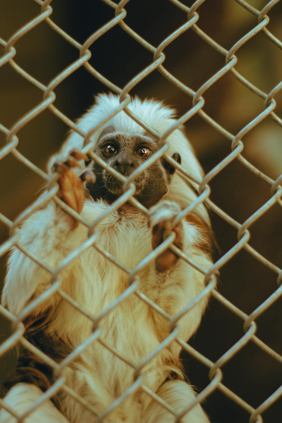 Sad Monkey Photos, Download The BEST Free Sad Monkey Stock Photos & HD ...