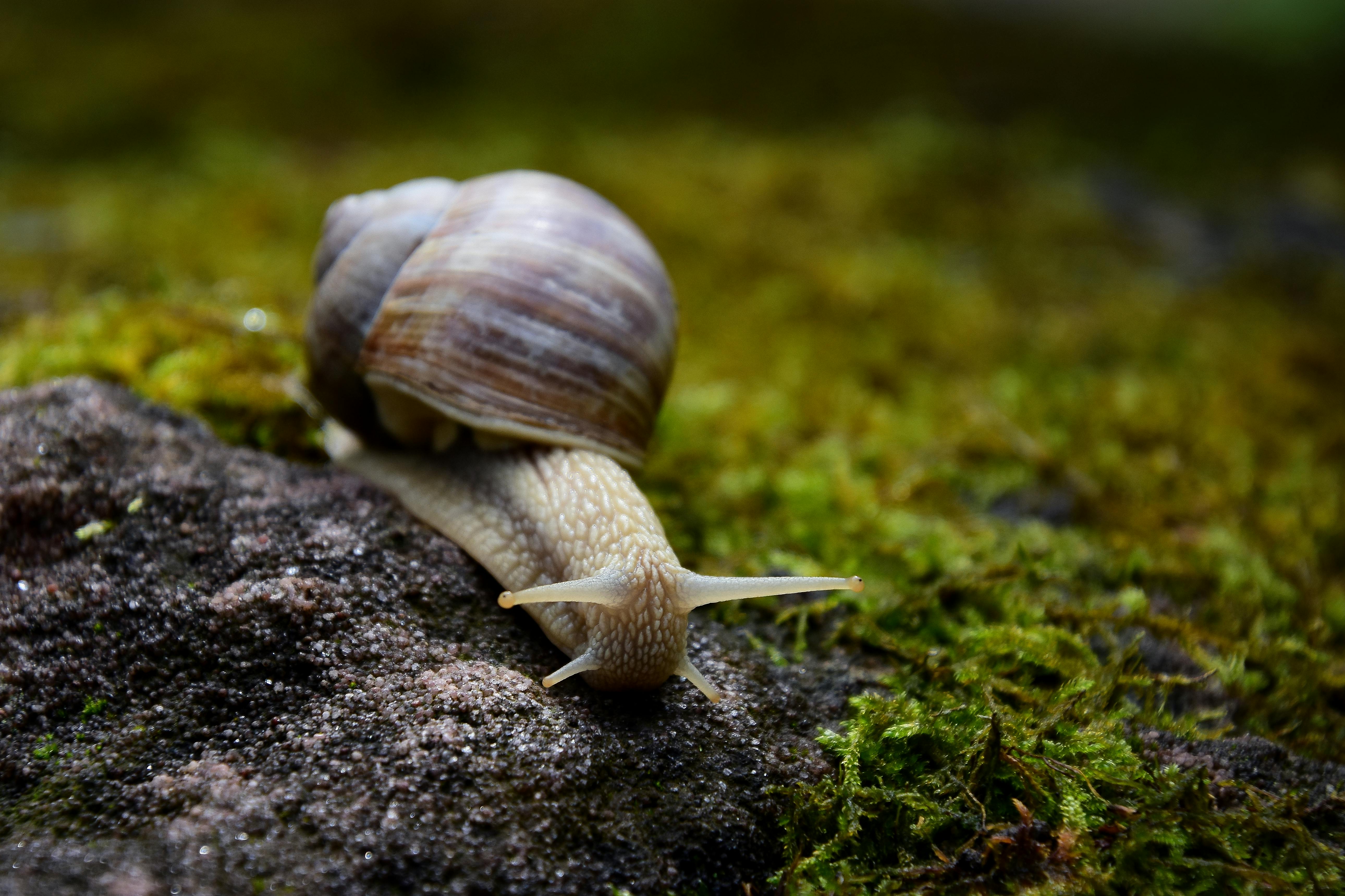 2 Snail Facing Each Other · Free Stock Photo