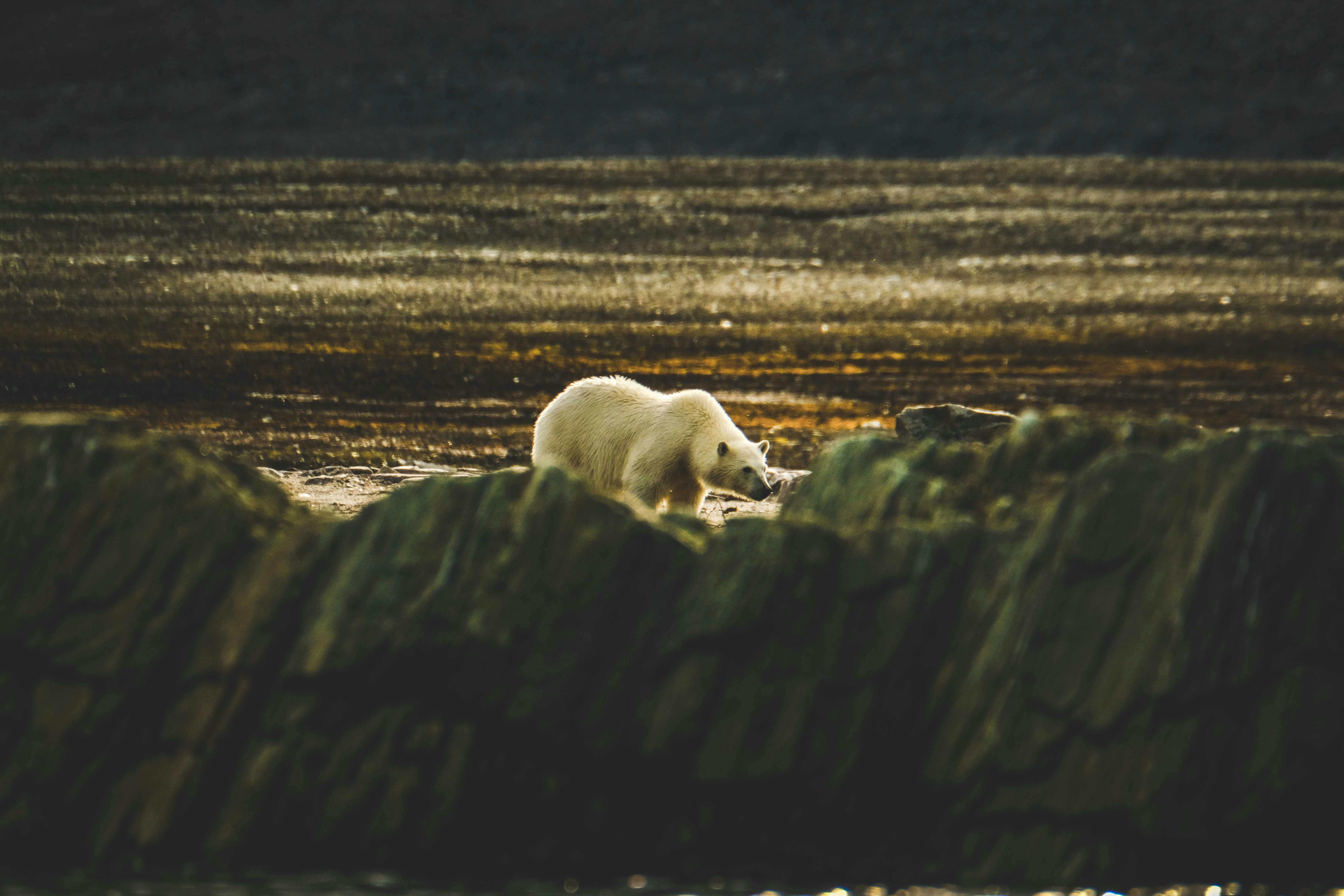 Polar Bear behind Rocks · Free Stock Photo