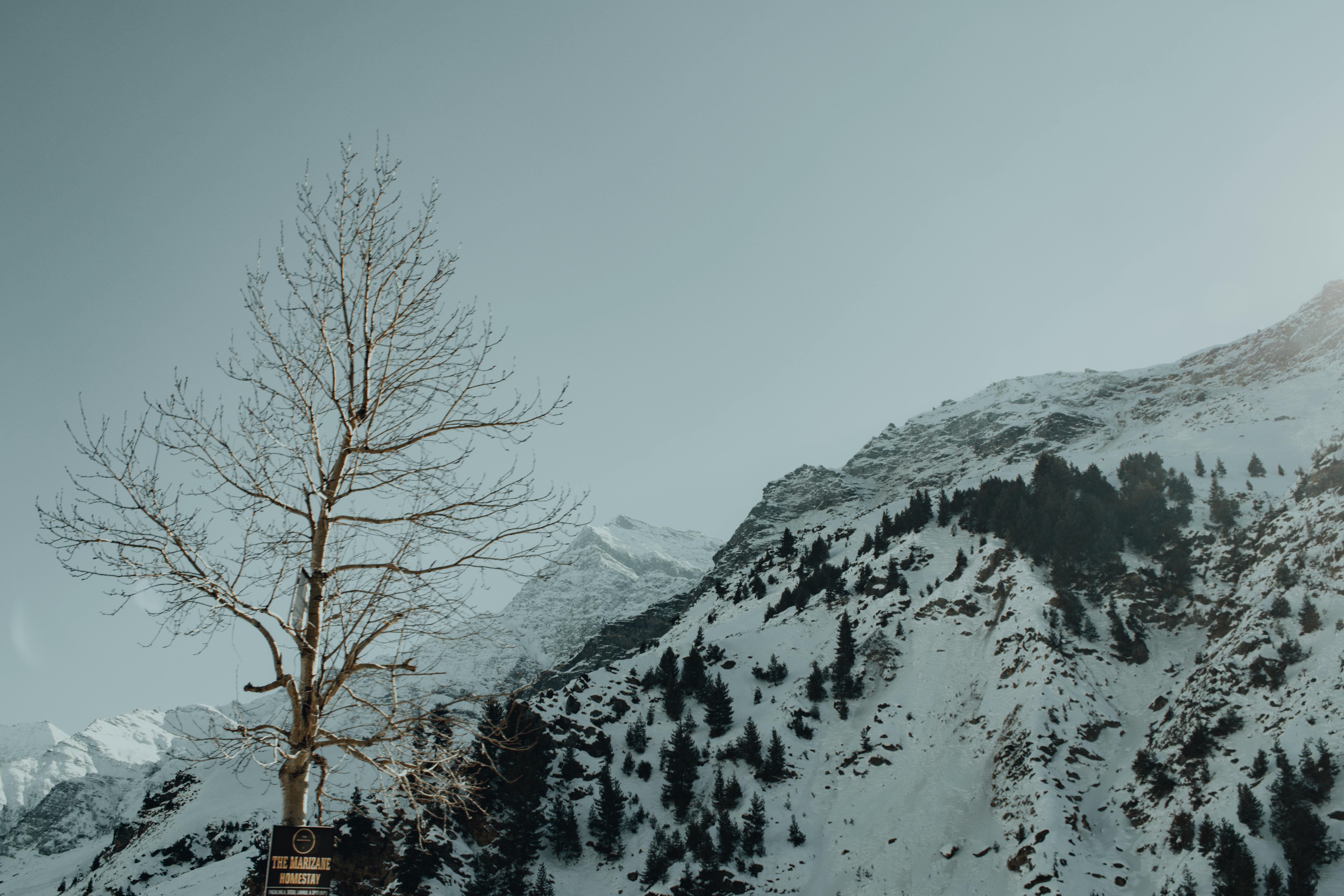 Single Tree and Snow in Mountains · Free Stock Photo