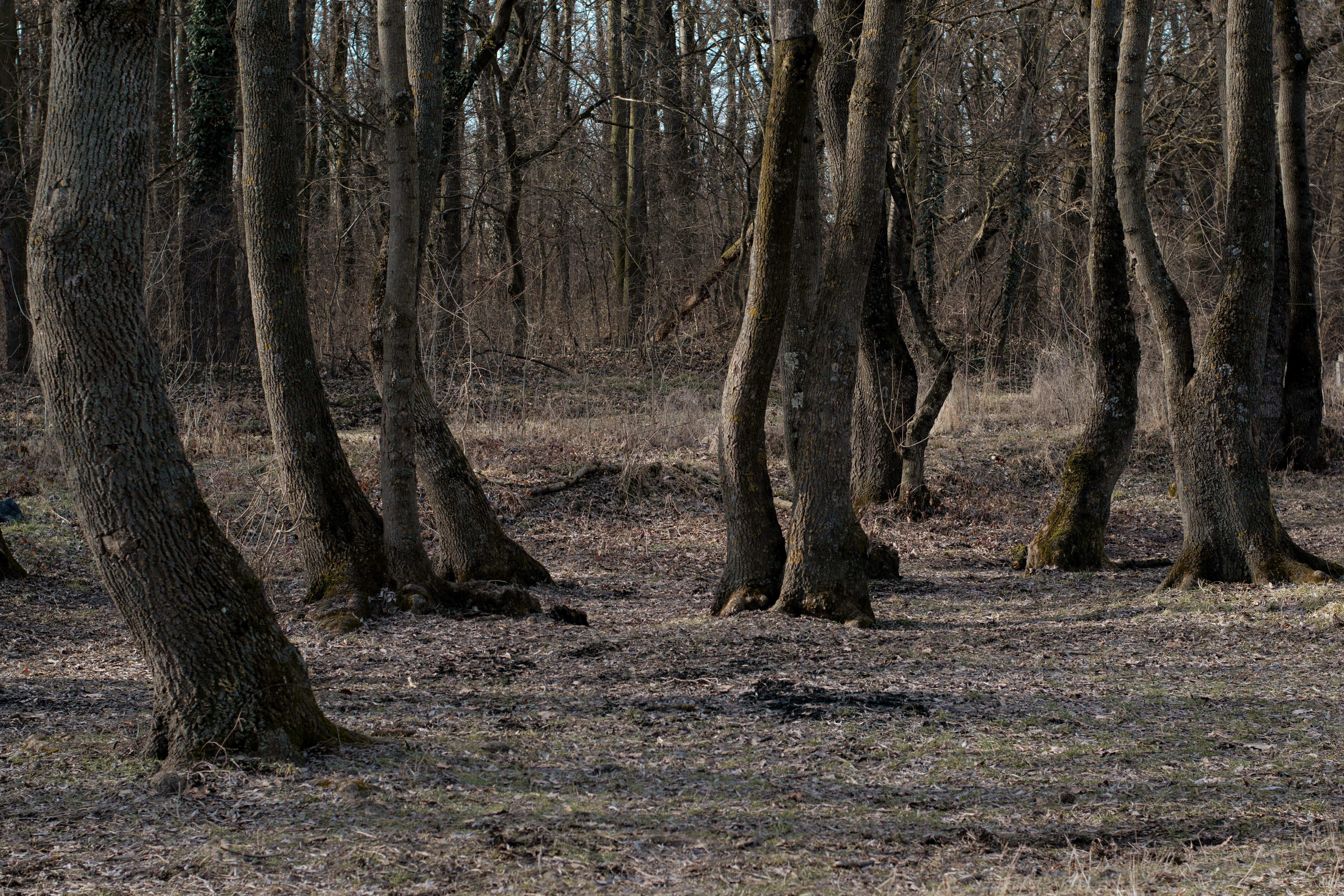 Earth Without Forest Photos, Download The BEST Free Earth Without ...