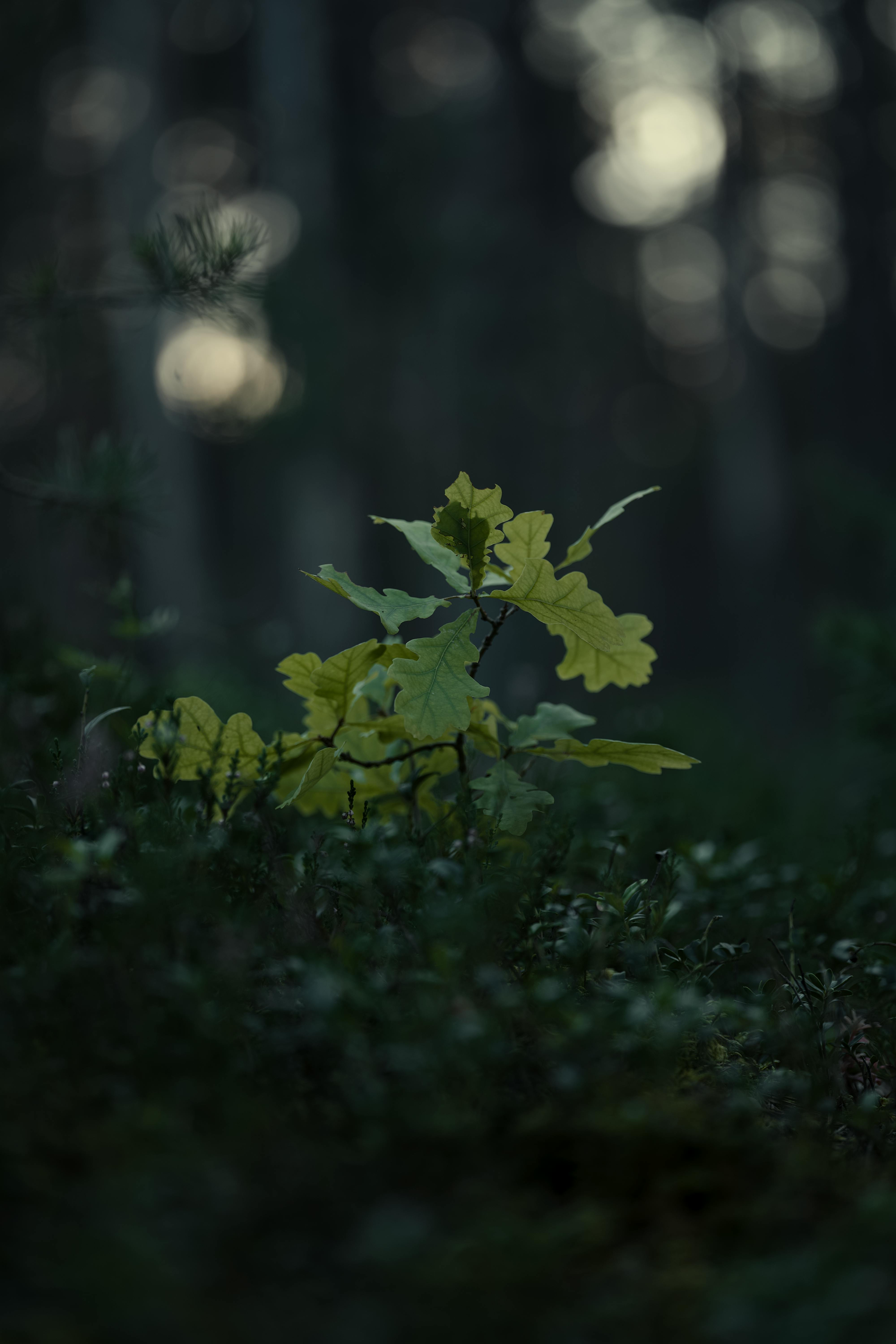 Afforestation, Reforestation And Revegetation Photos, Download The BEST ...