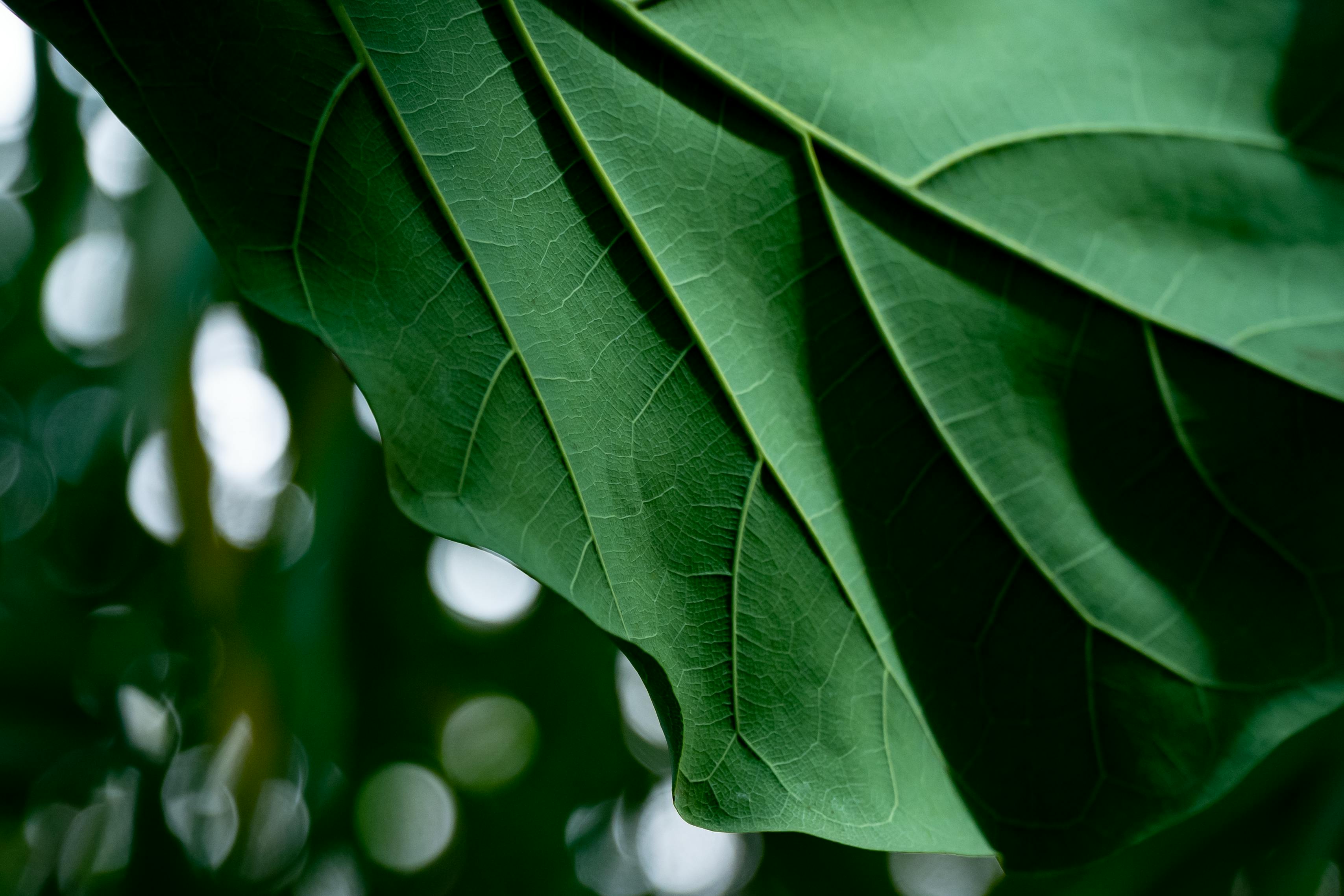 Green, Big Leaf · Free Stock Photo