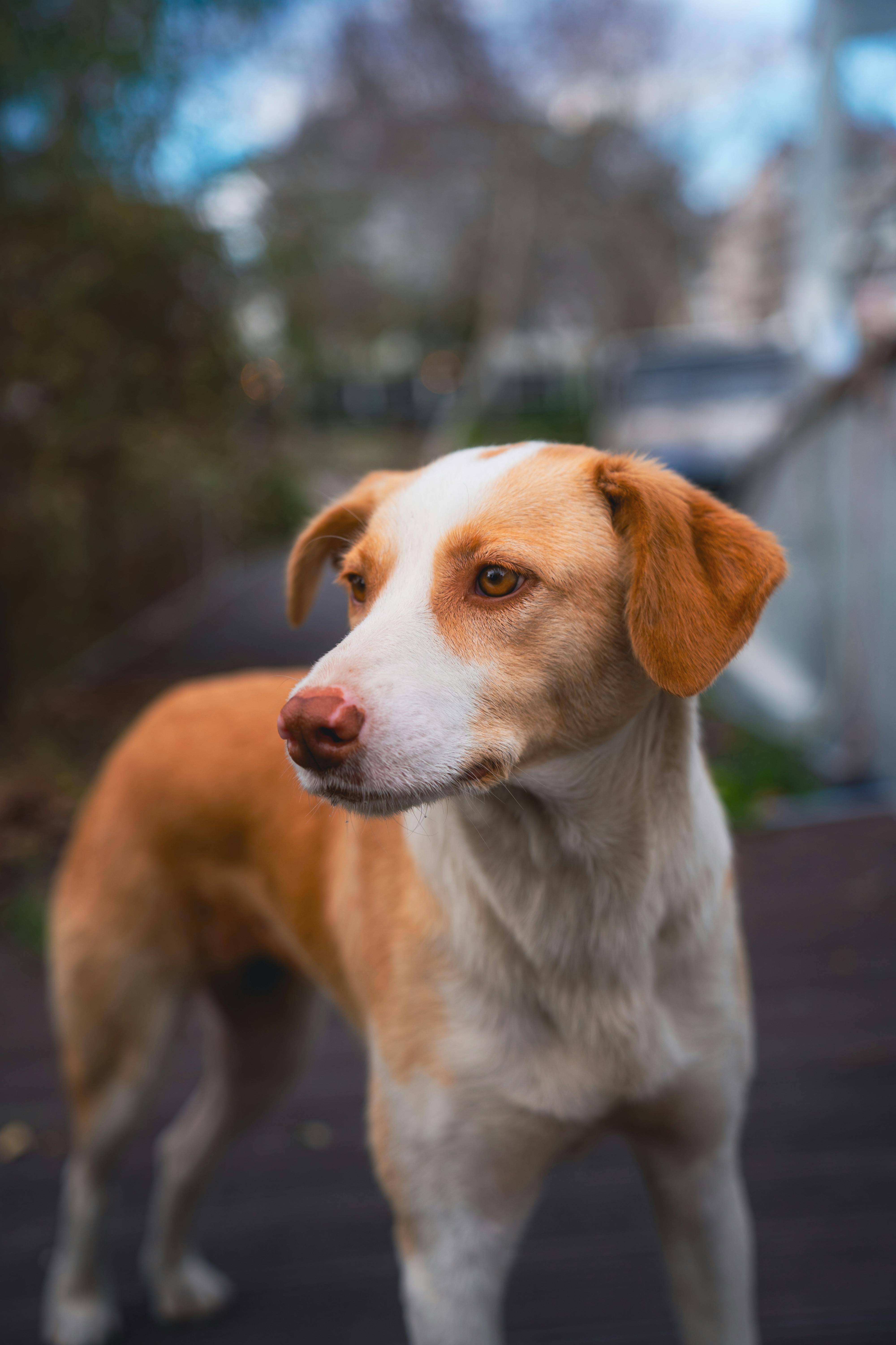 Model Looking At Right Side Photos, Download The BEST Free Model ...