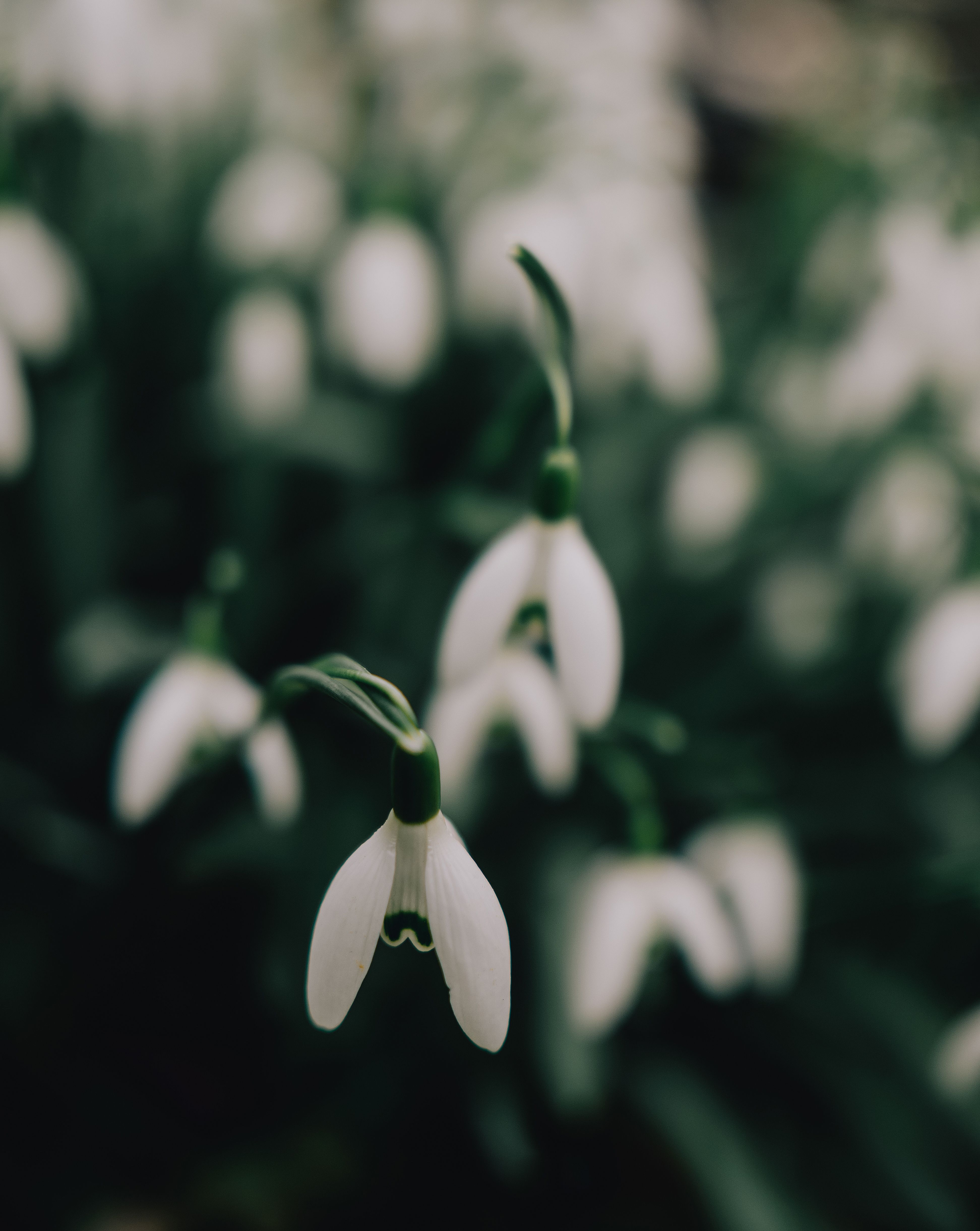 Petals of Snowdrops · Free Stock Photo