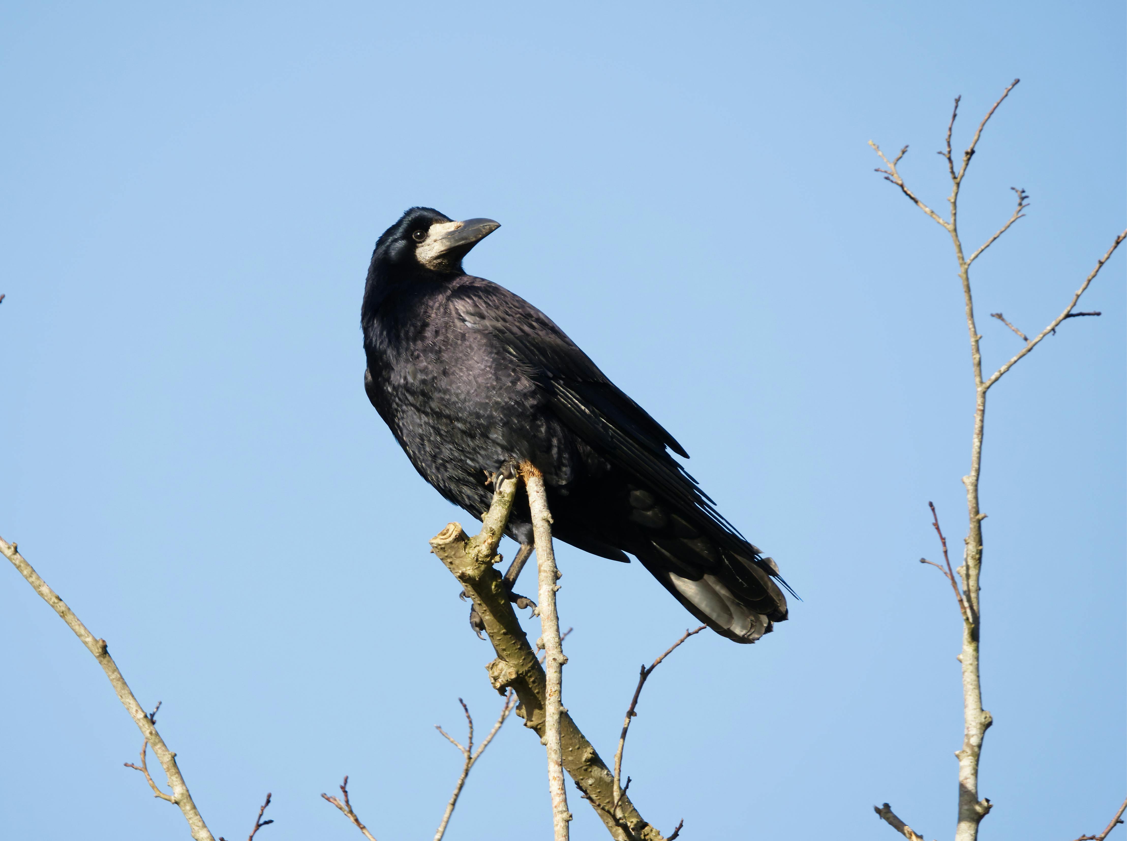 Rook perched in a tree. · Free Stock Photo
