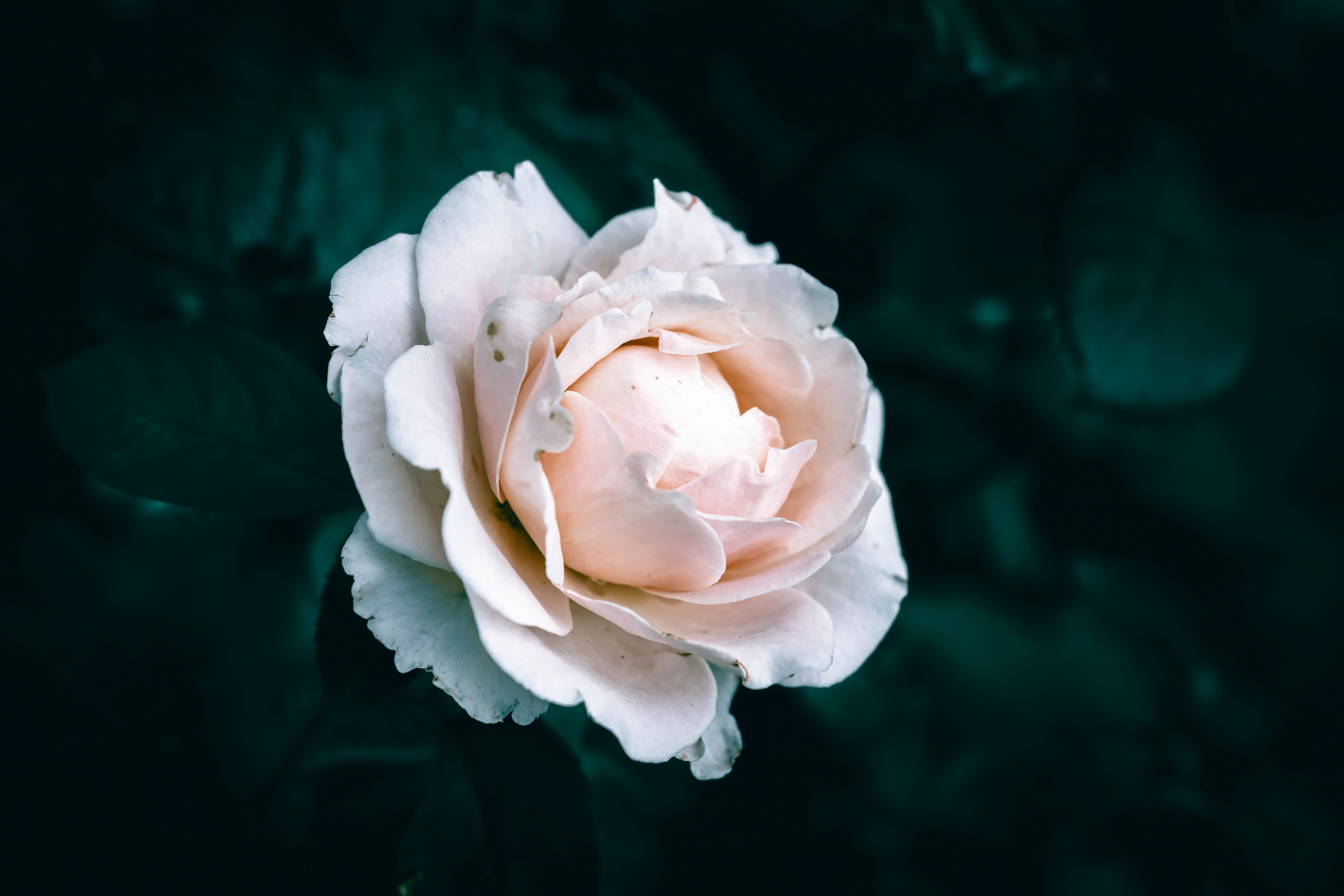 A close up of a white rose starting to bloom · Free Stock Photo