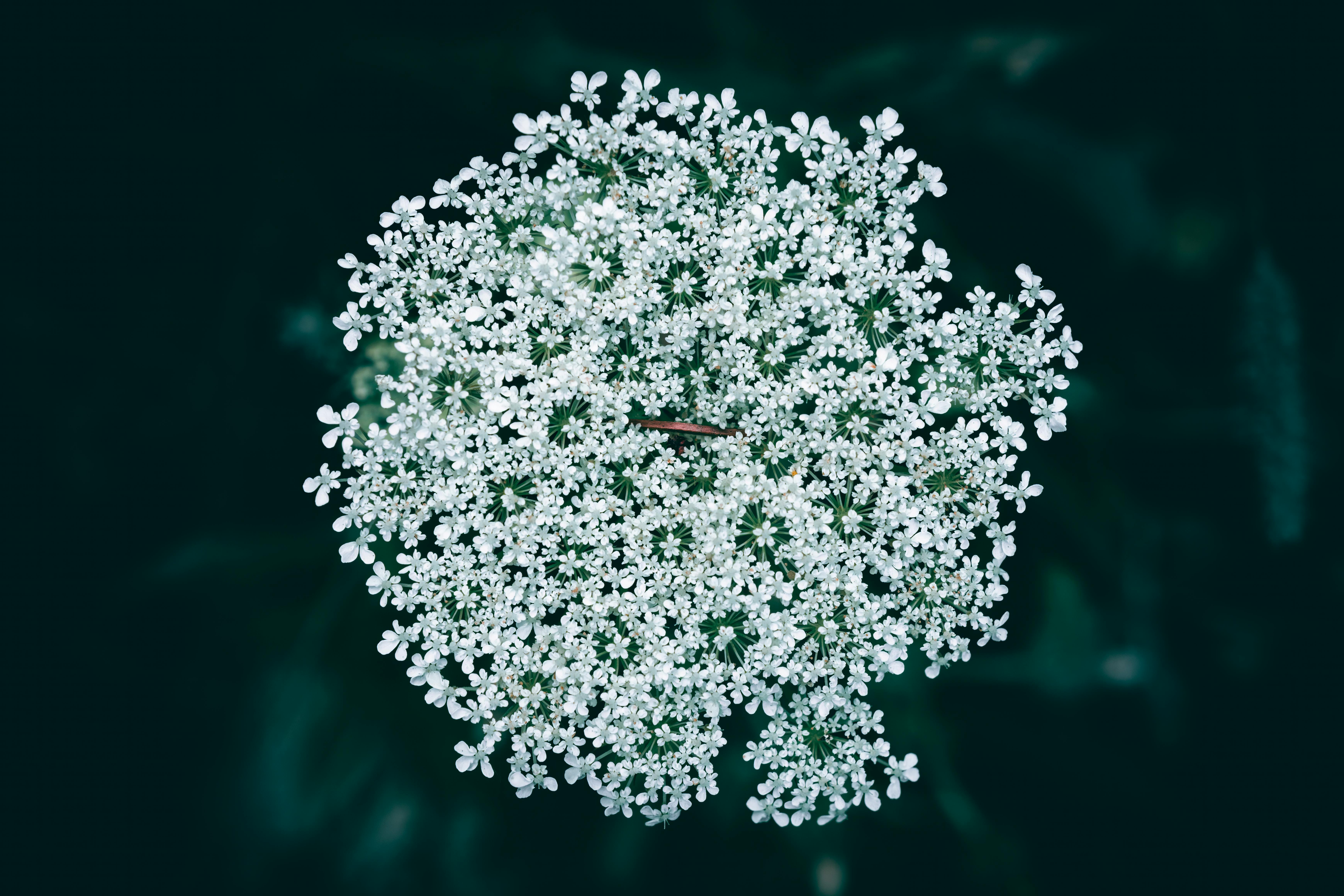 Outdoor White Flower Autom Background Photos, Download The BEST Free ...