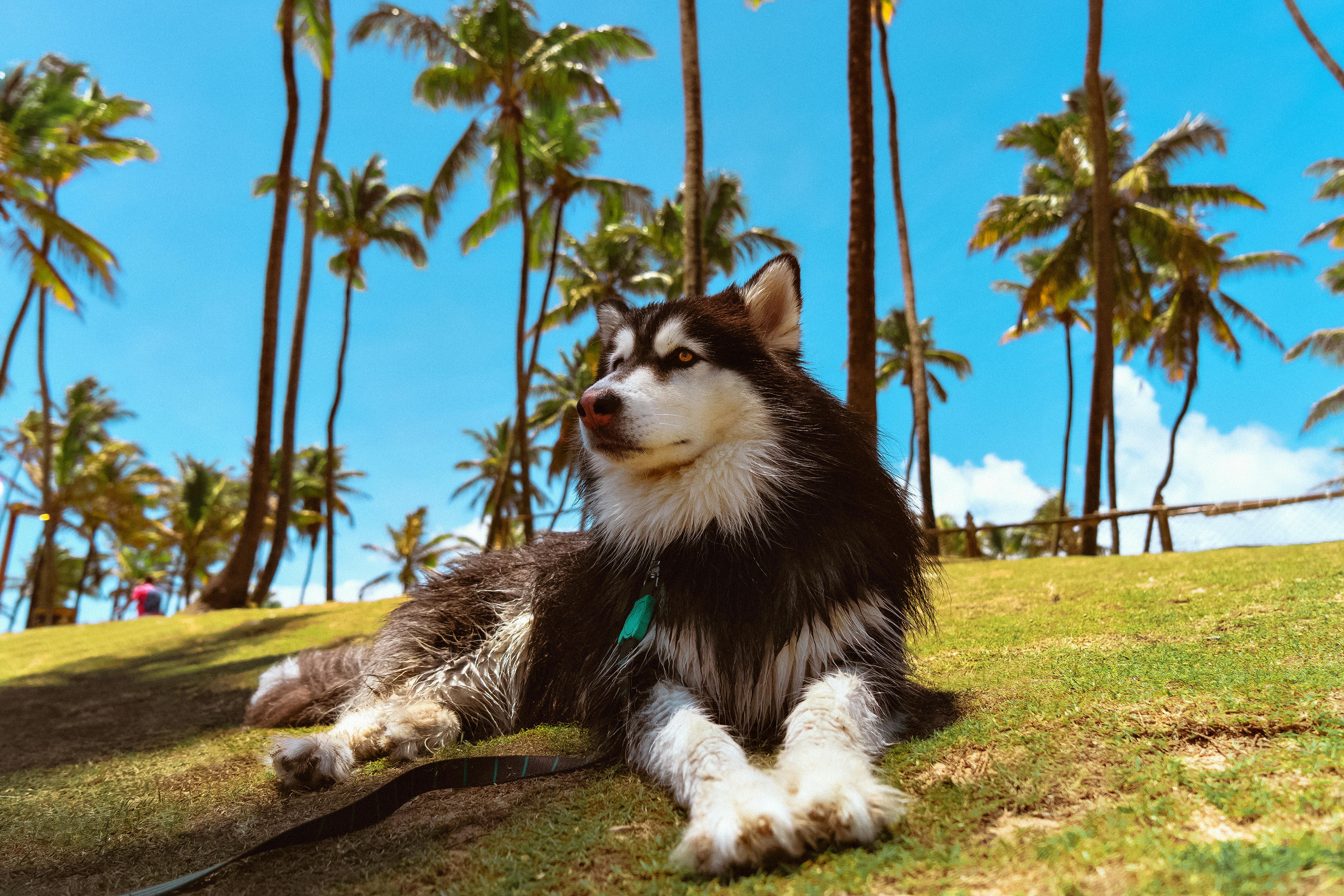 Husky Lying Down on Grass · Free Stock Photo