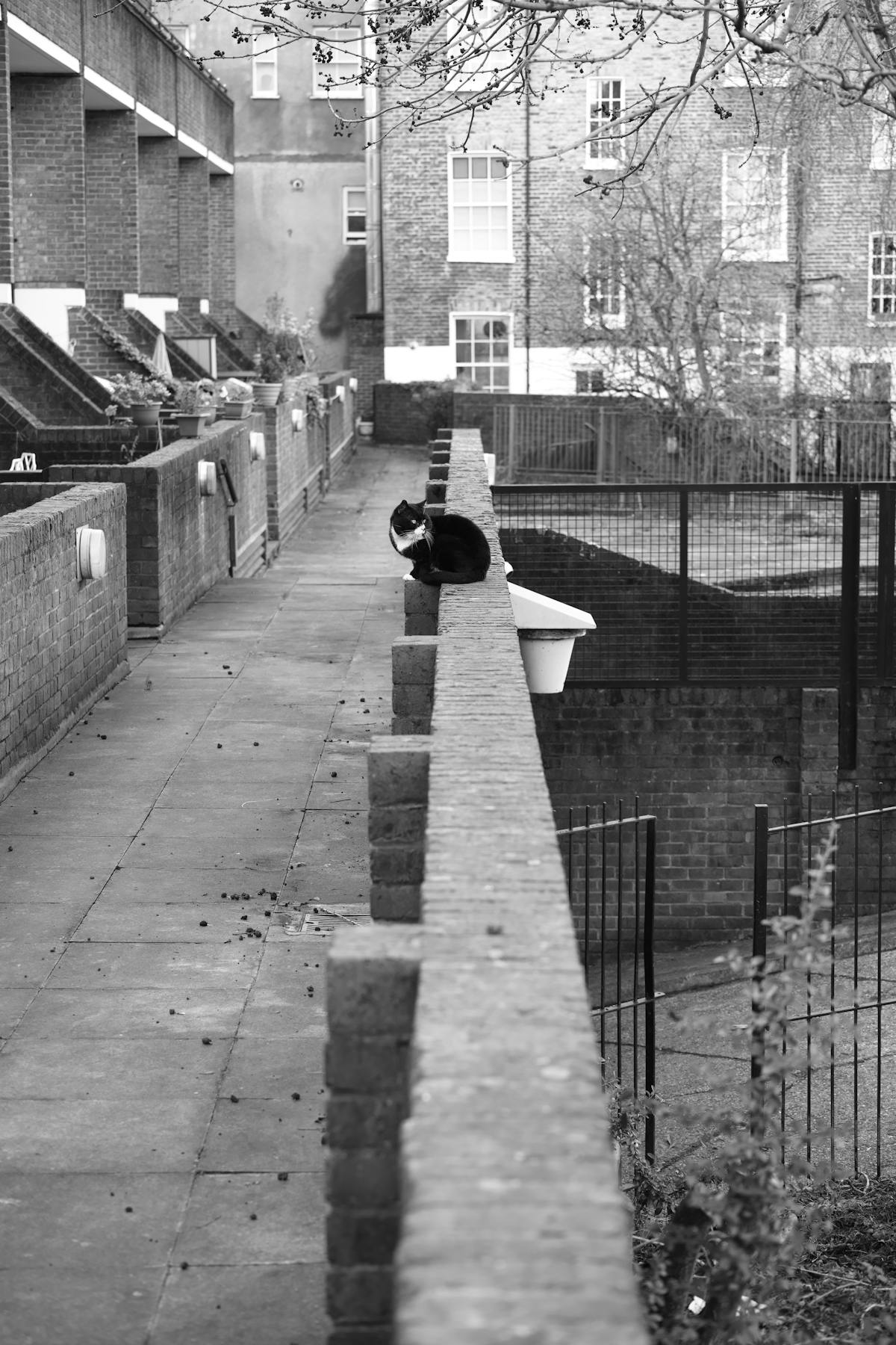 Sigma Cat Photos, Download The BEST Free Sigma Cat Stock Photos & HD Images