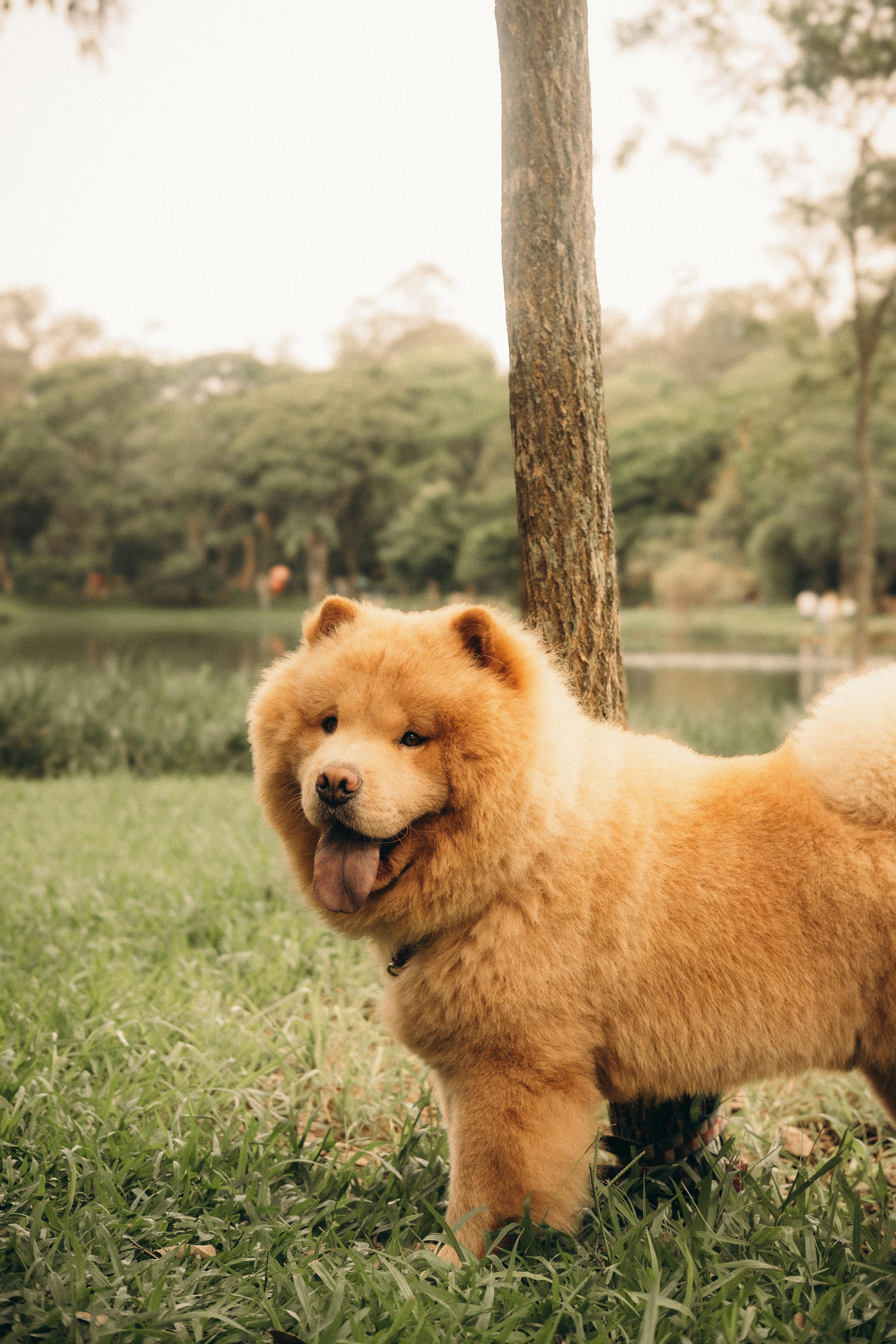 Portrait of a Brown Chow Chow Standing on Grass · Free Stock Photo