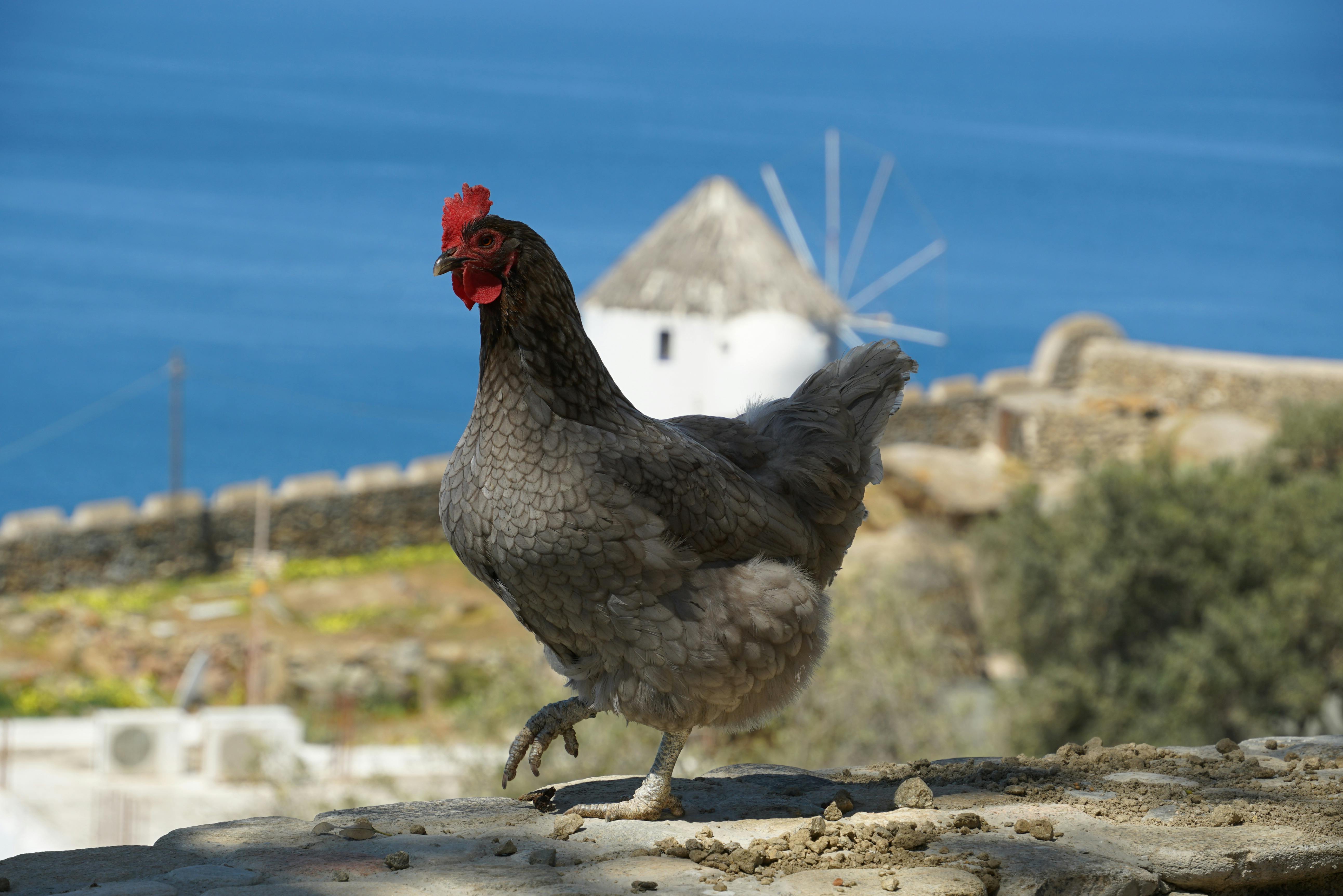 Huhn auf Mauer · Free Stock Photo