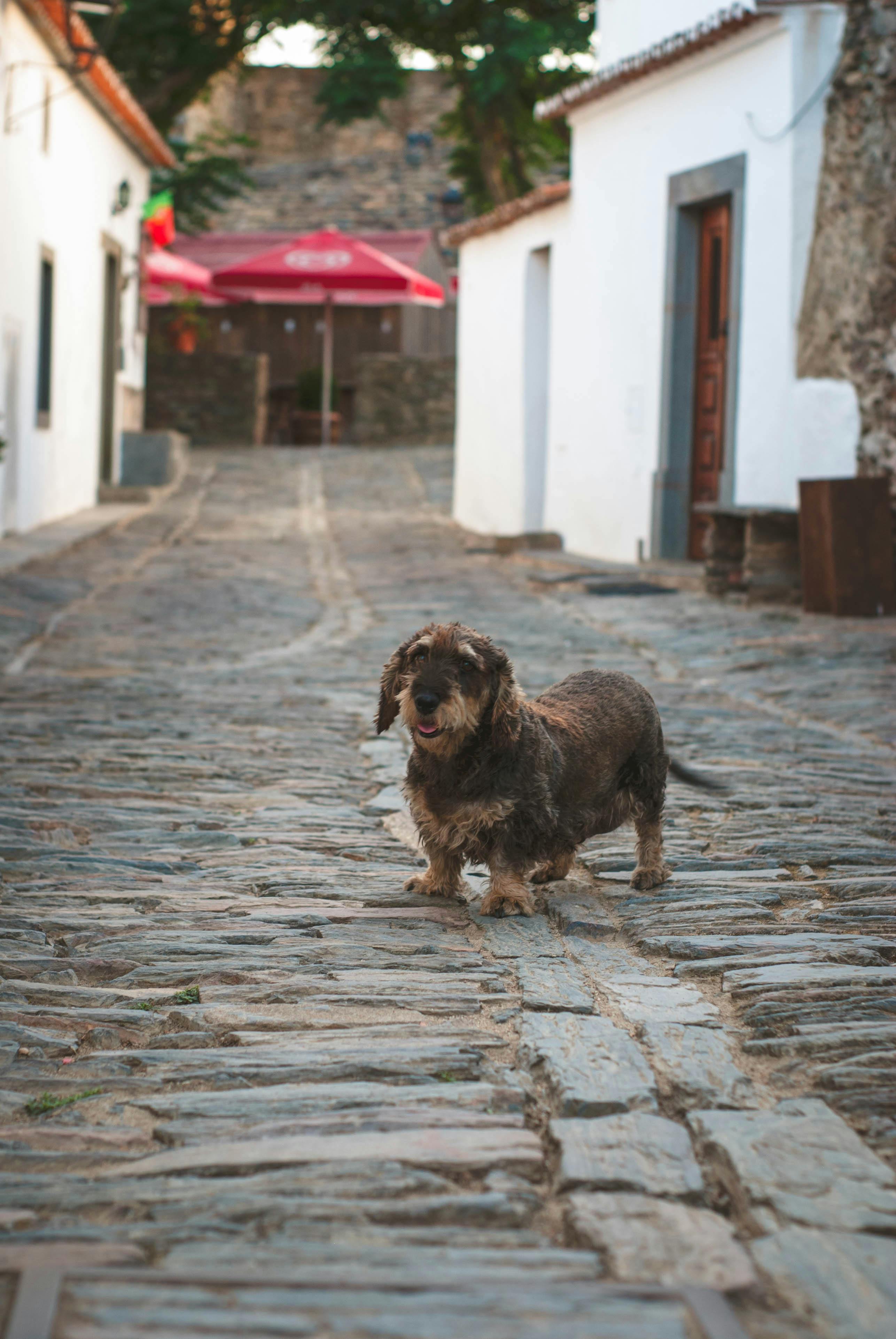 Dog on Cobblestone Street in Town · Free Stock Photo