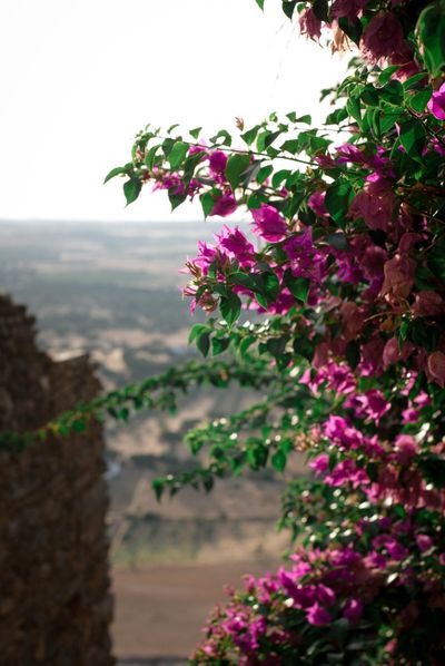 Bougainvillea Landscape Photos, Download The BEST Free Bougainvillea ...