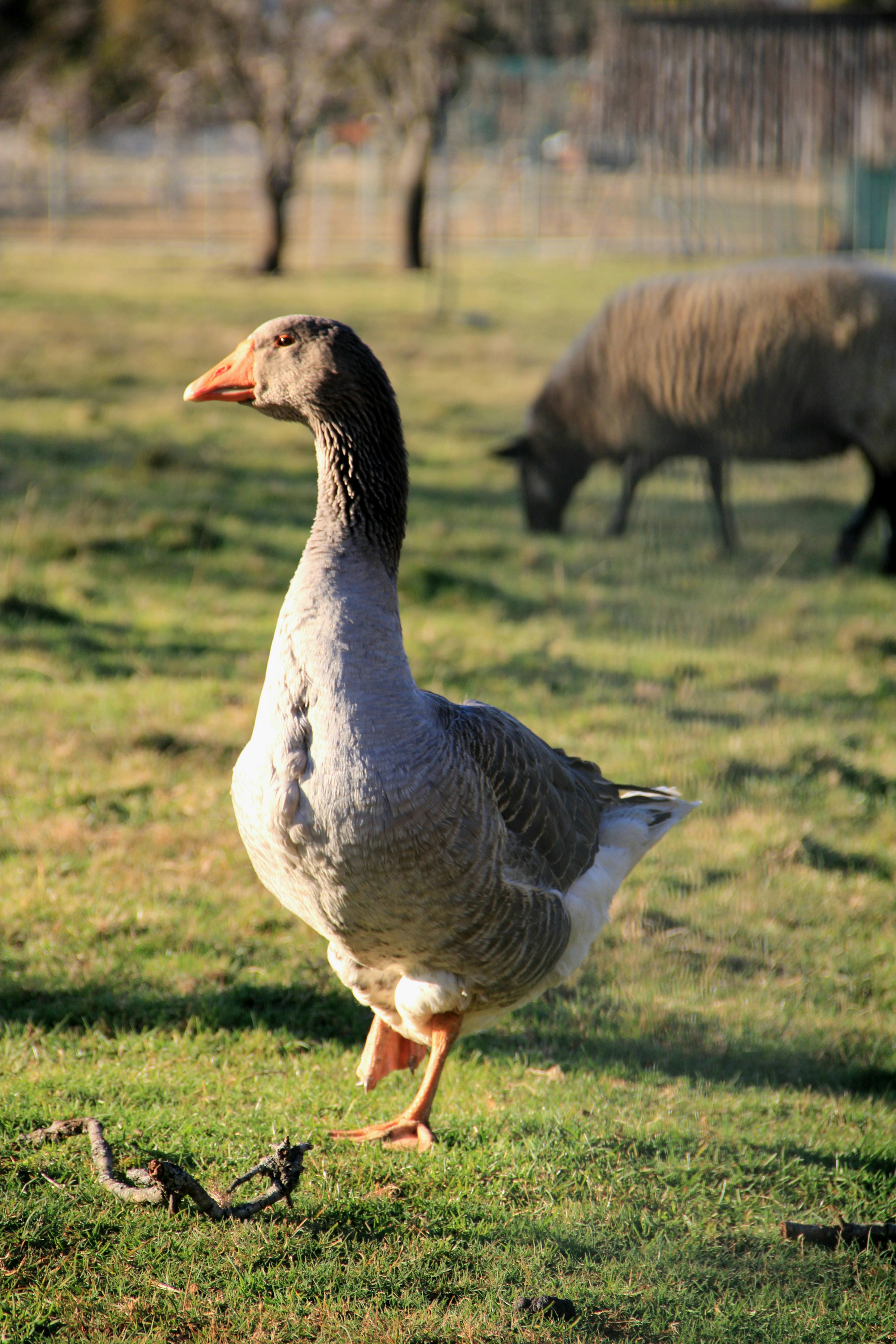 Goose on Farm · Free Stock Photo