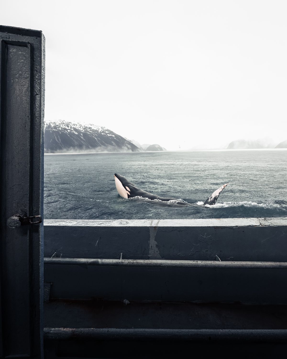 Orca Whale Photos, Download The BEST Free Orca Whale Stock Photos & HD ...