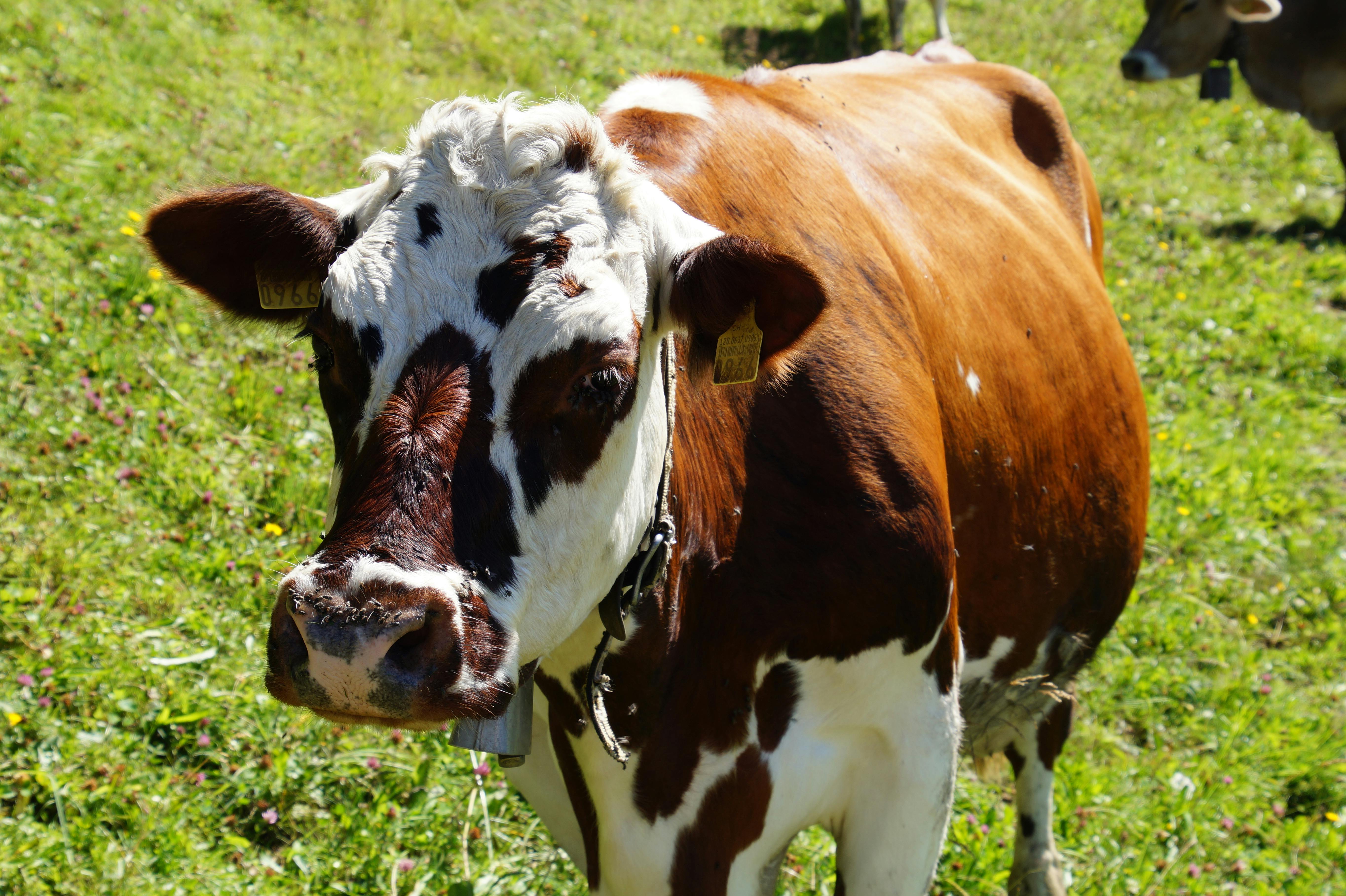 White and Brown Cow Near Mountain during Daytime · Free Stock Photo