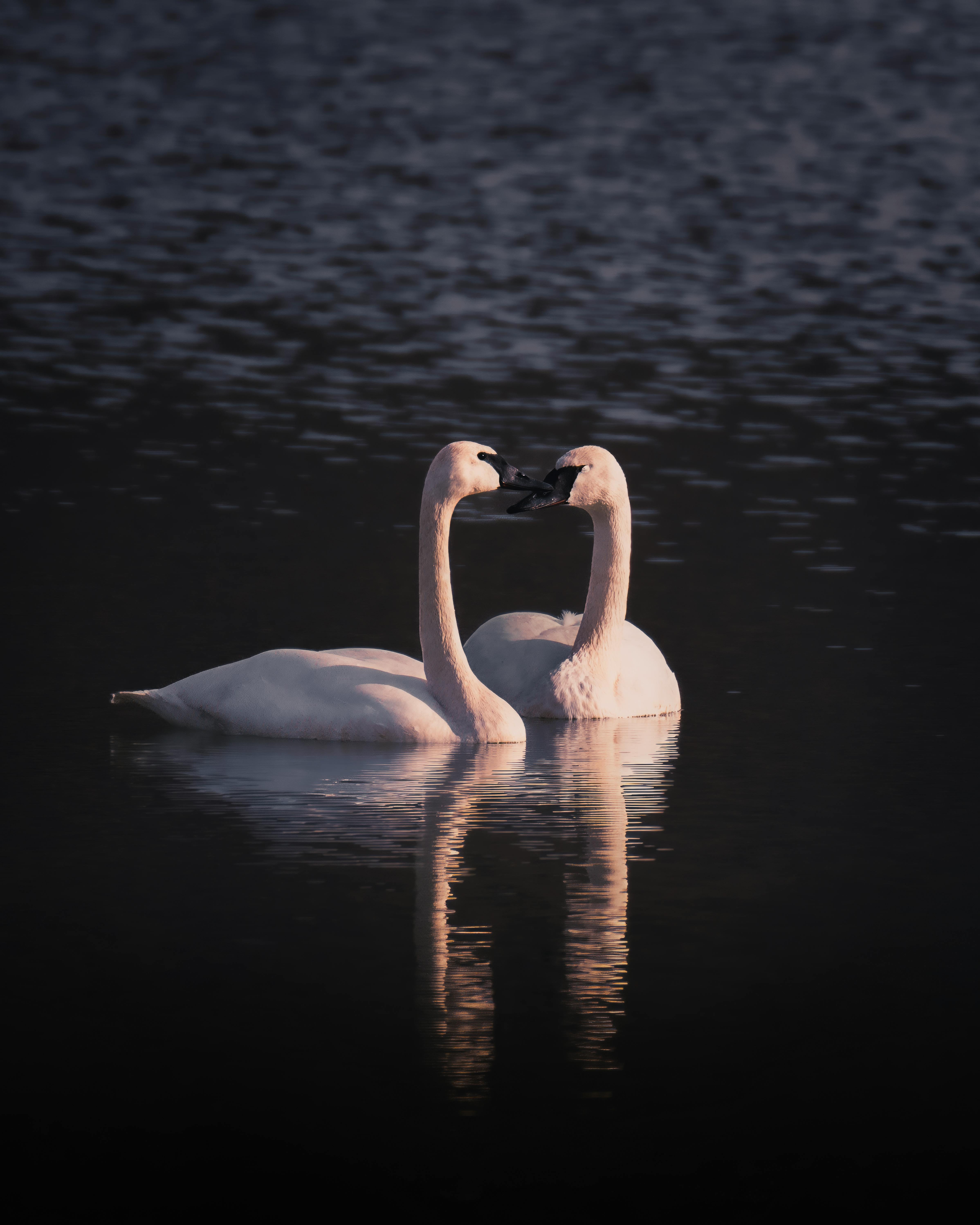 Swans Together on Lake · Free Stock Photo