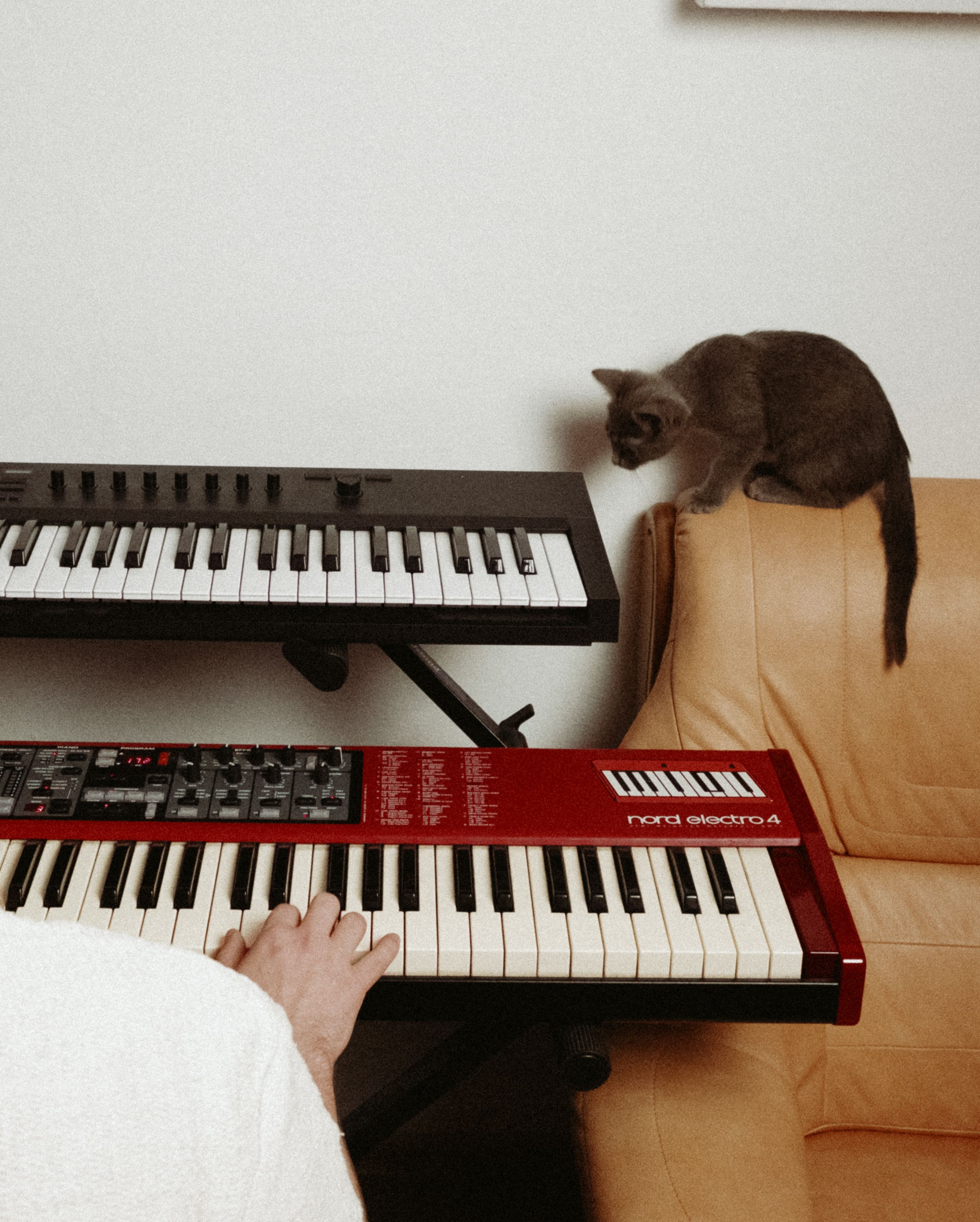 Man Playing Keyboard and Cat Sitting behind · Free Stock Photo